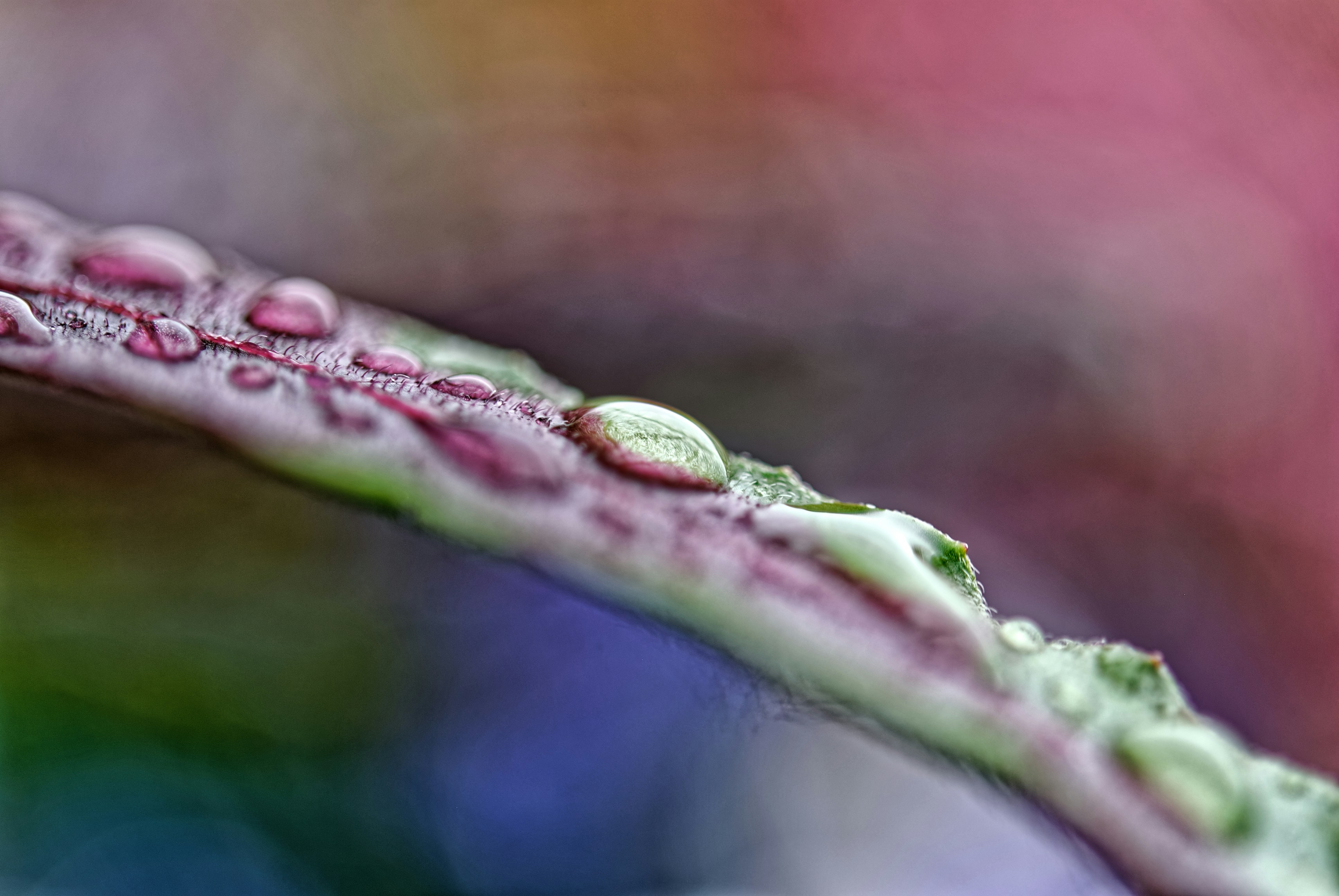 Dew Pearls on a Chromatic Stem in Velvet Bokeh
