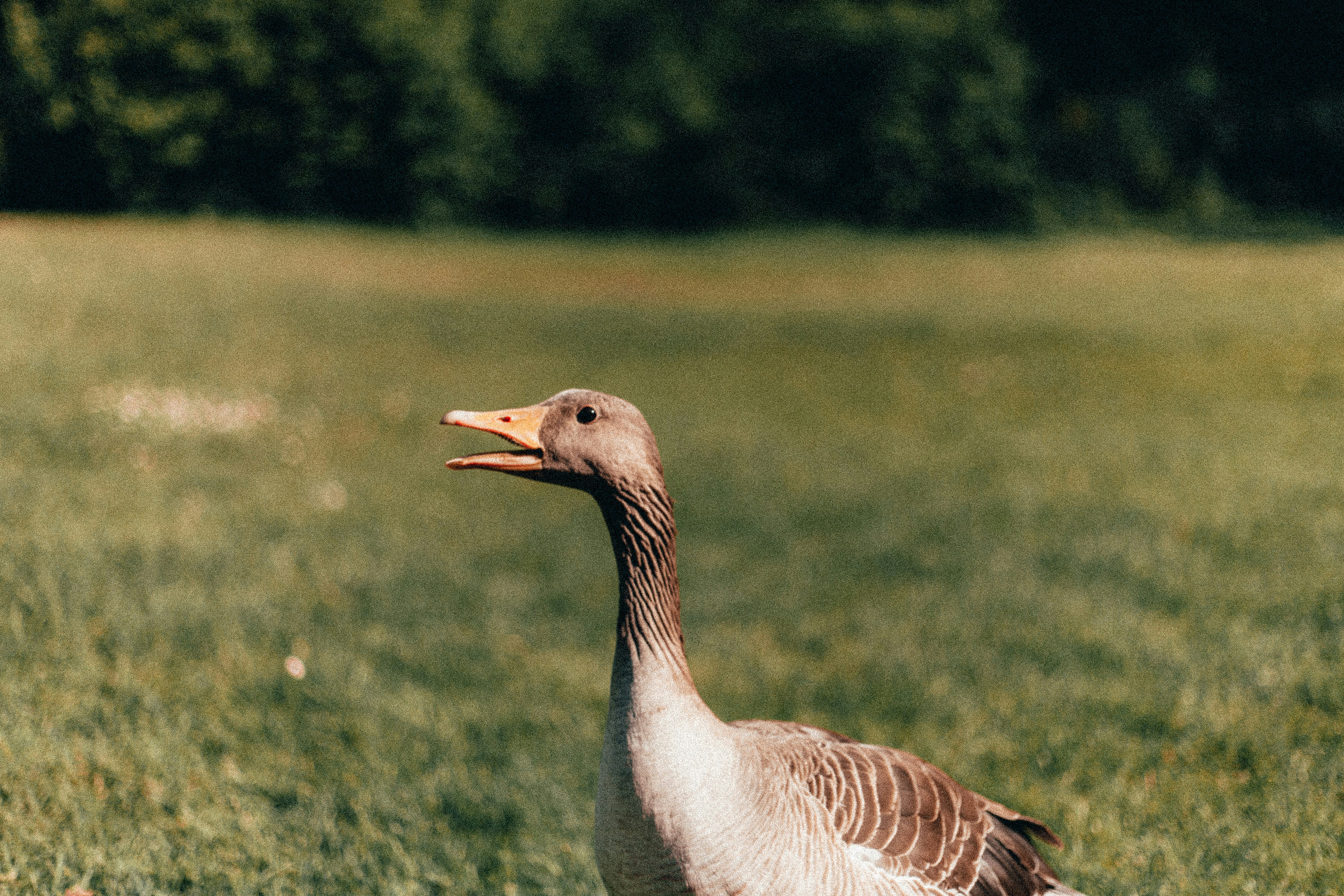 Lone Goose in a Sunlit Meadow, Eyeing the Quiet Horizon