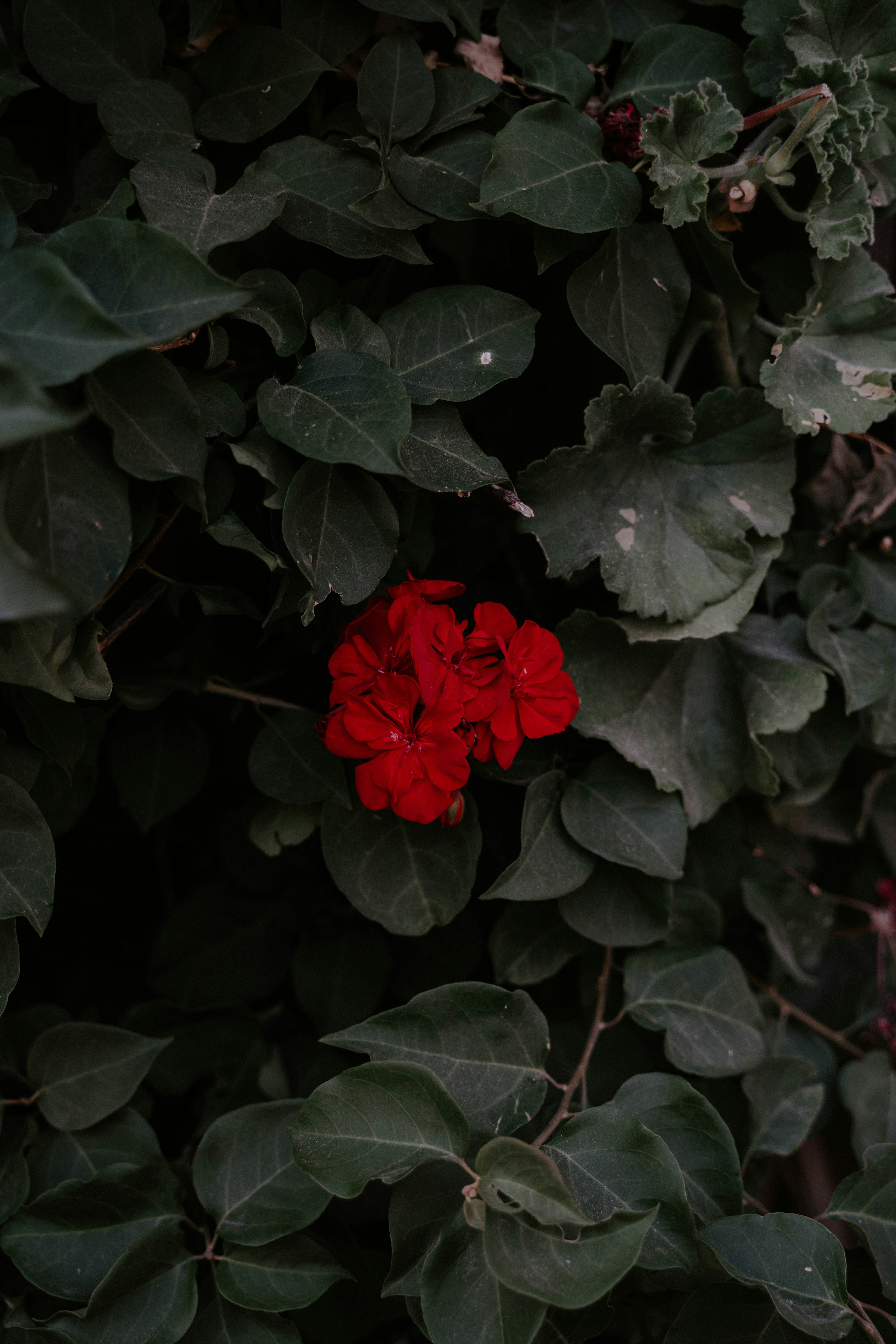 Red-petaled flower photo – Free Flower Image on Unsplash