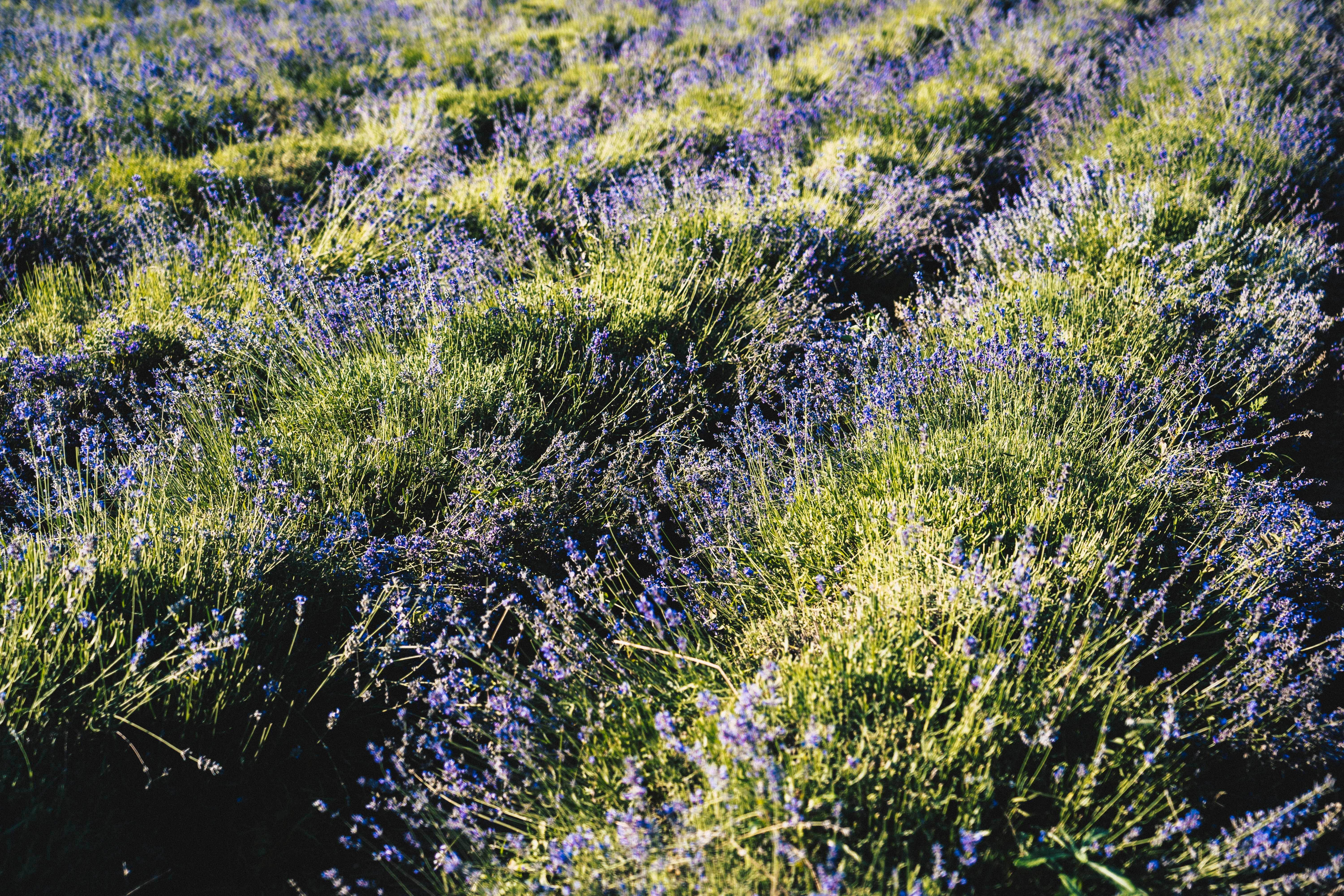 Sunlit Lavender Waves Across a Quiet Field