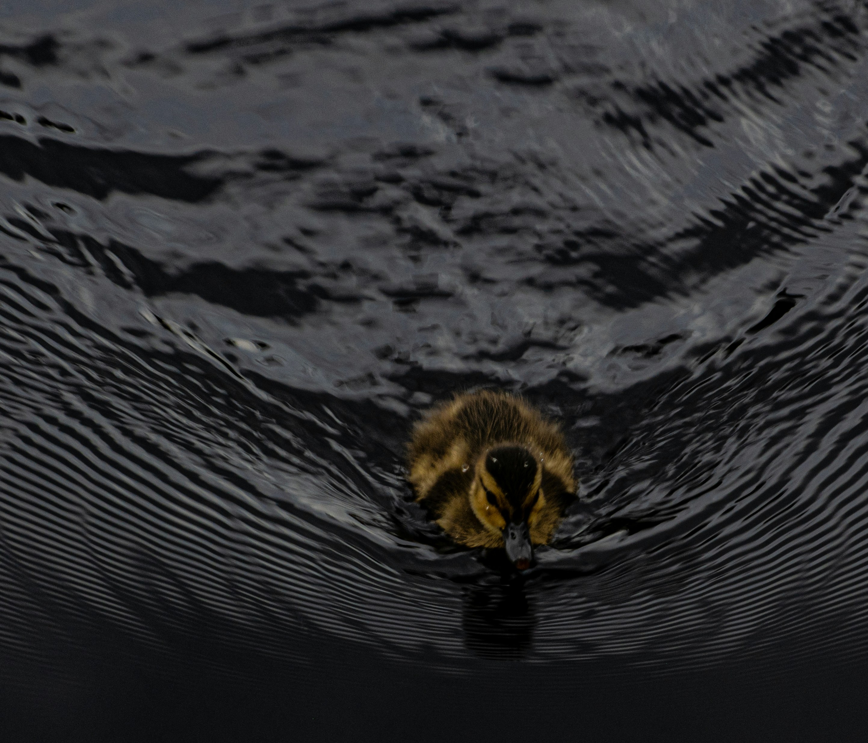 brown and black duck