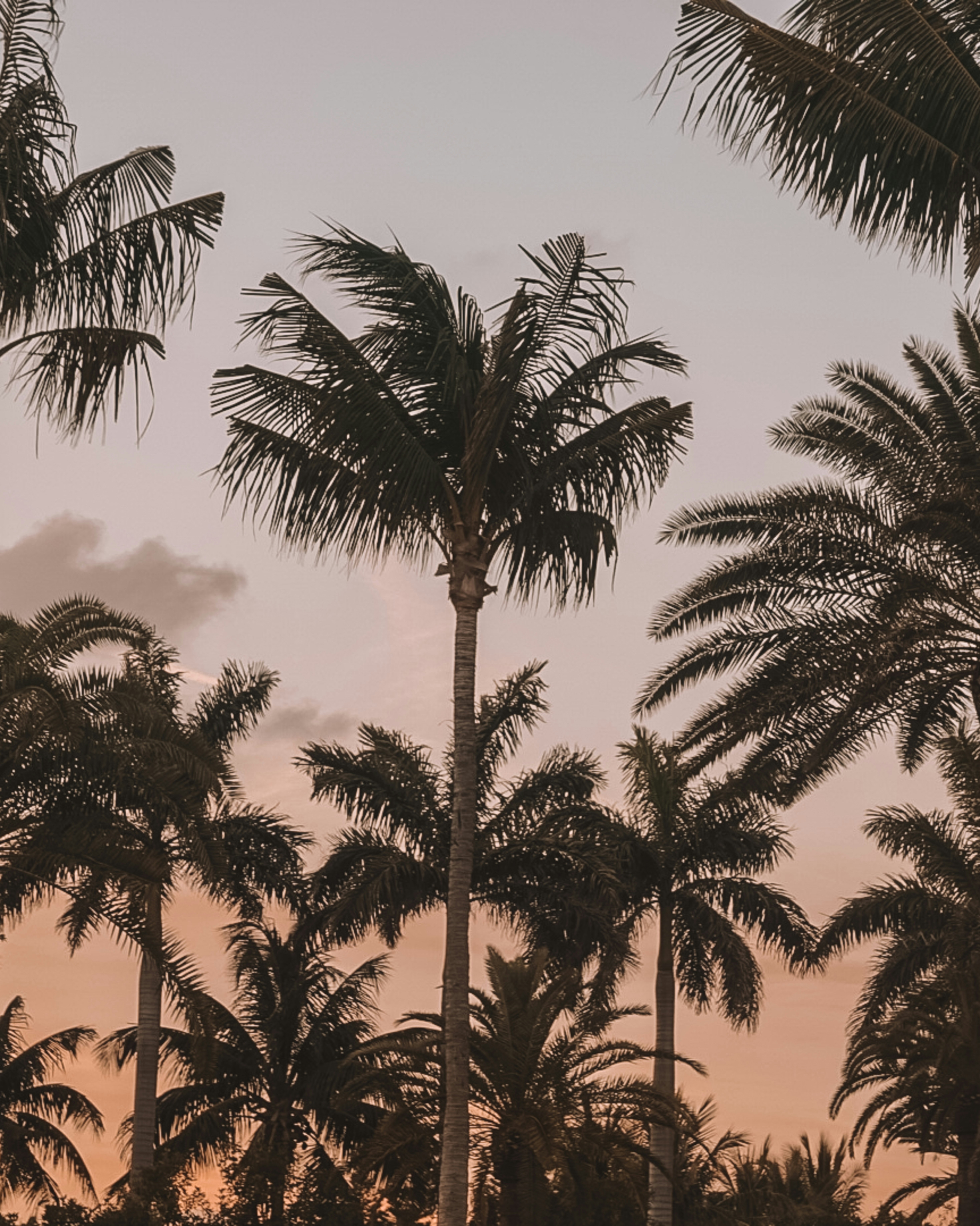 Palm silhouettes rise against a pastel sunset, creating a tranquil tropical scene. This photograph captures tall trunks and sprawling fronds outlined against a soft, warm sky.