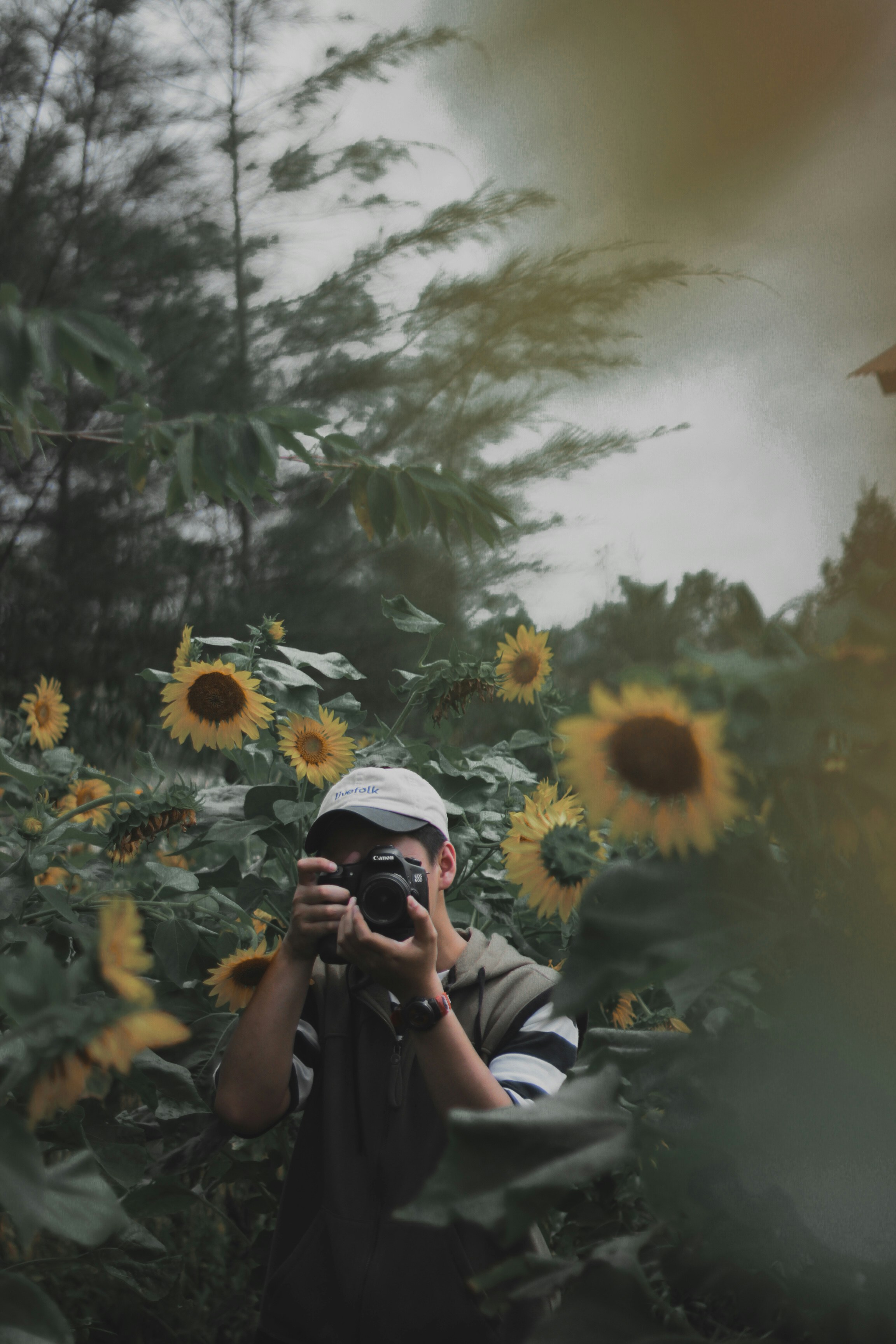 A photographer captures a moment amidst a vibrant field of sunflowers, framed by lush greenery and a moody atmosphere.