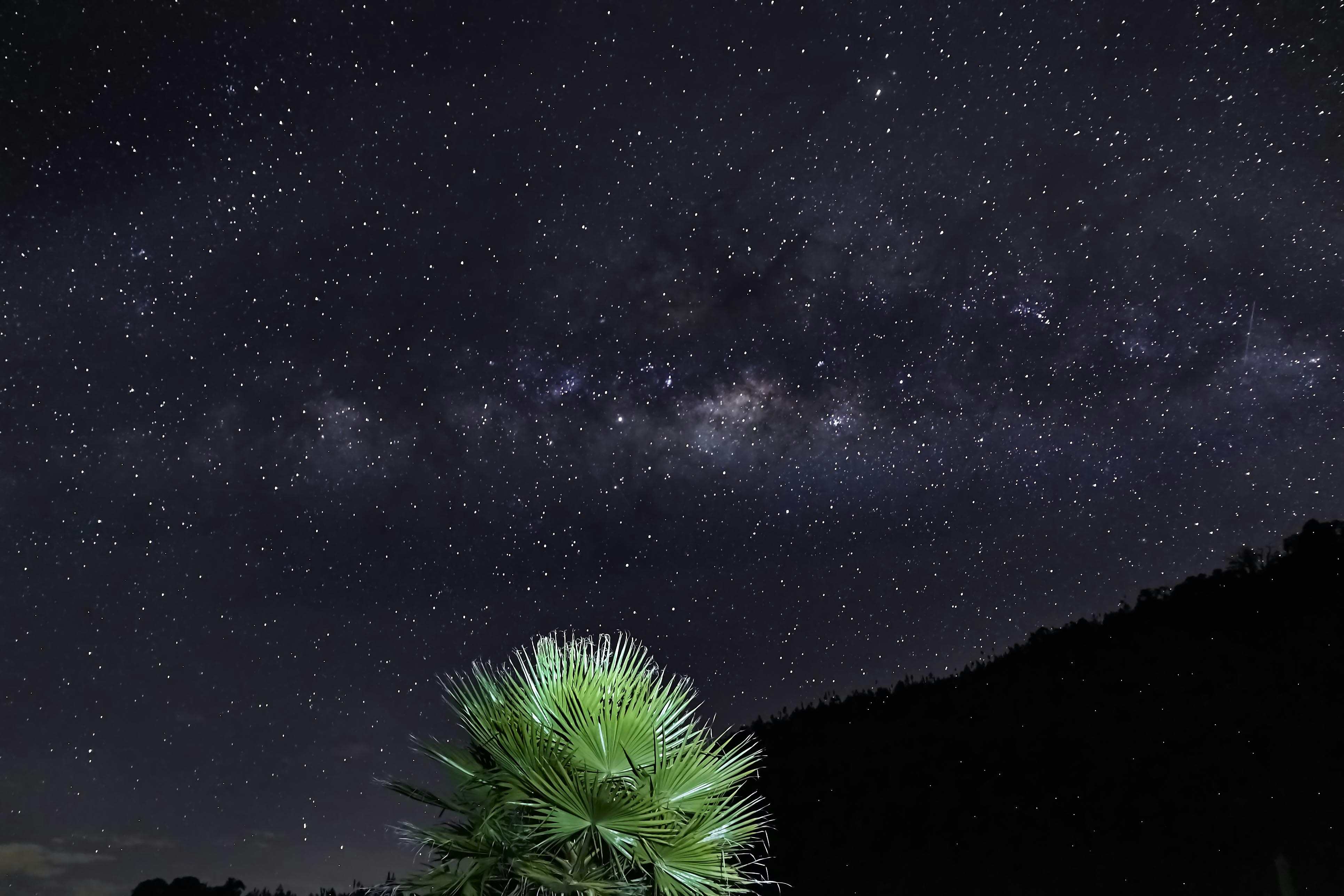 Skyward Palm Beneath a Milky Way Veil