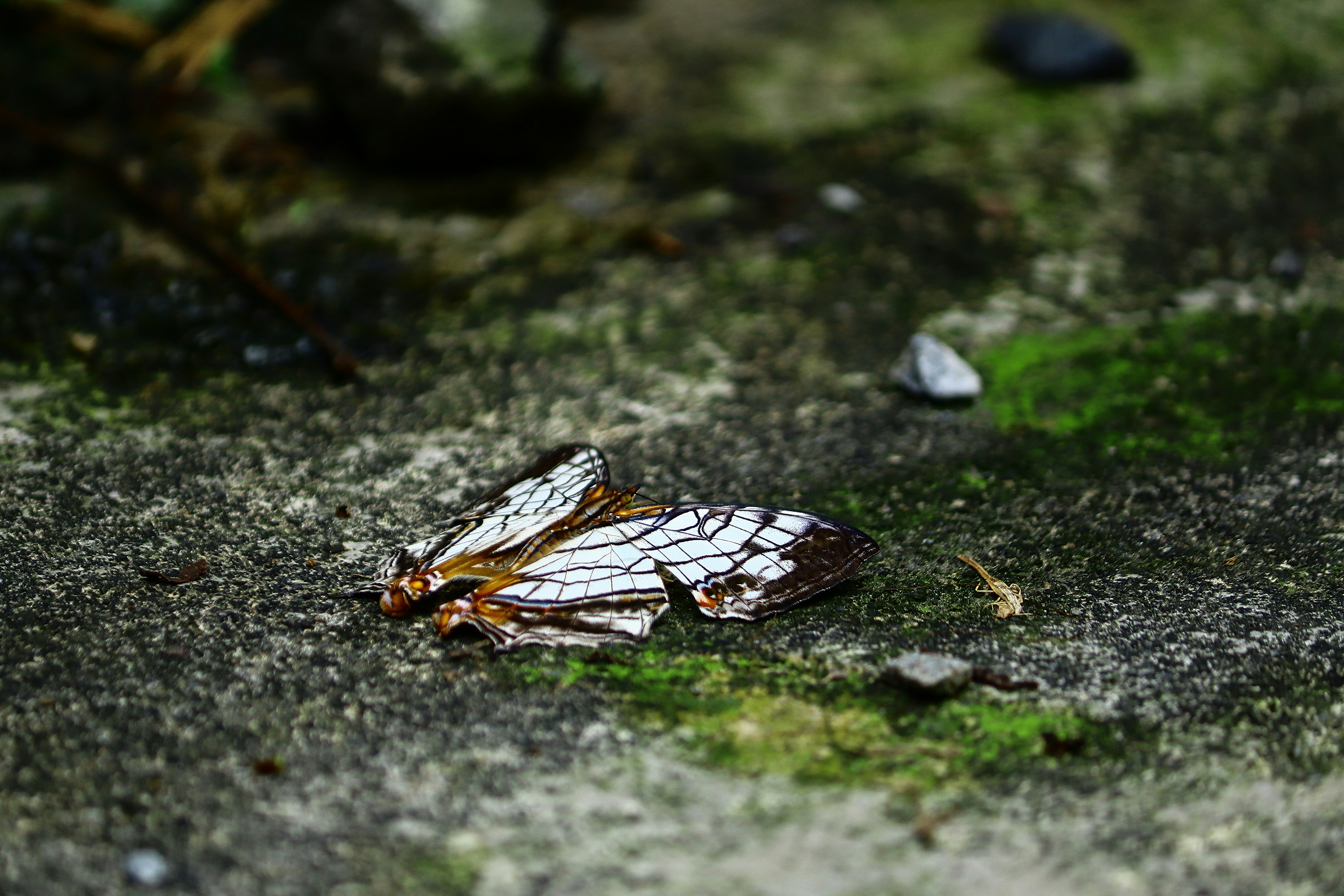 A delicate butterfly rests on a moss-covered stone, showcasing intricate wing patterns against a natural backdrop. The scene captures the essence of tranquility in nature.