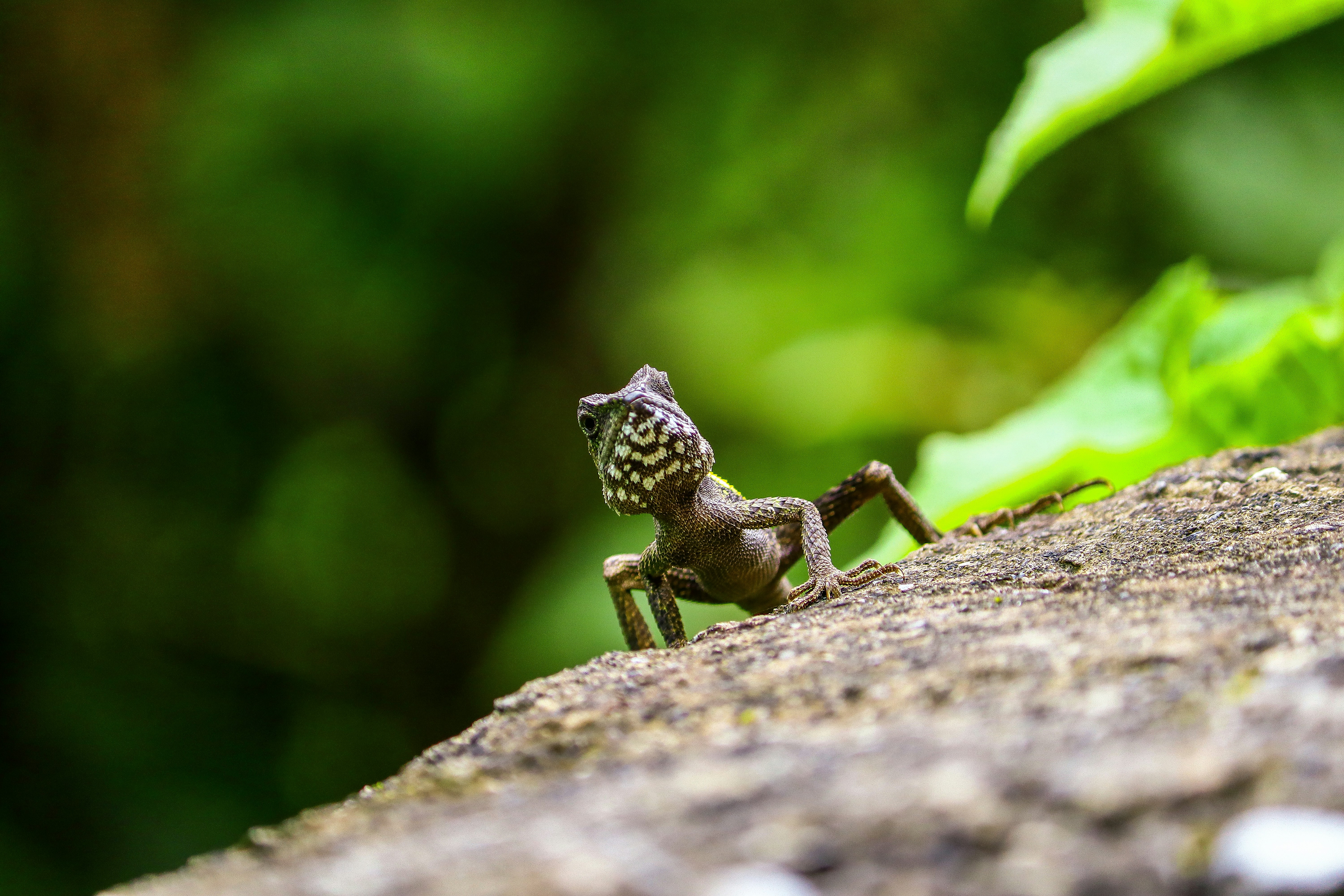 Sun-Warmed Perch: a Tiny Lizard Scans the Green Edge