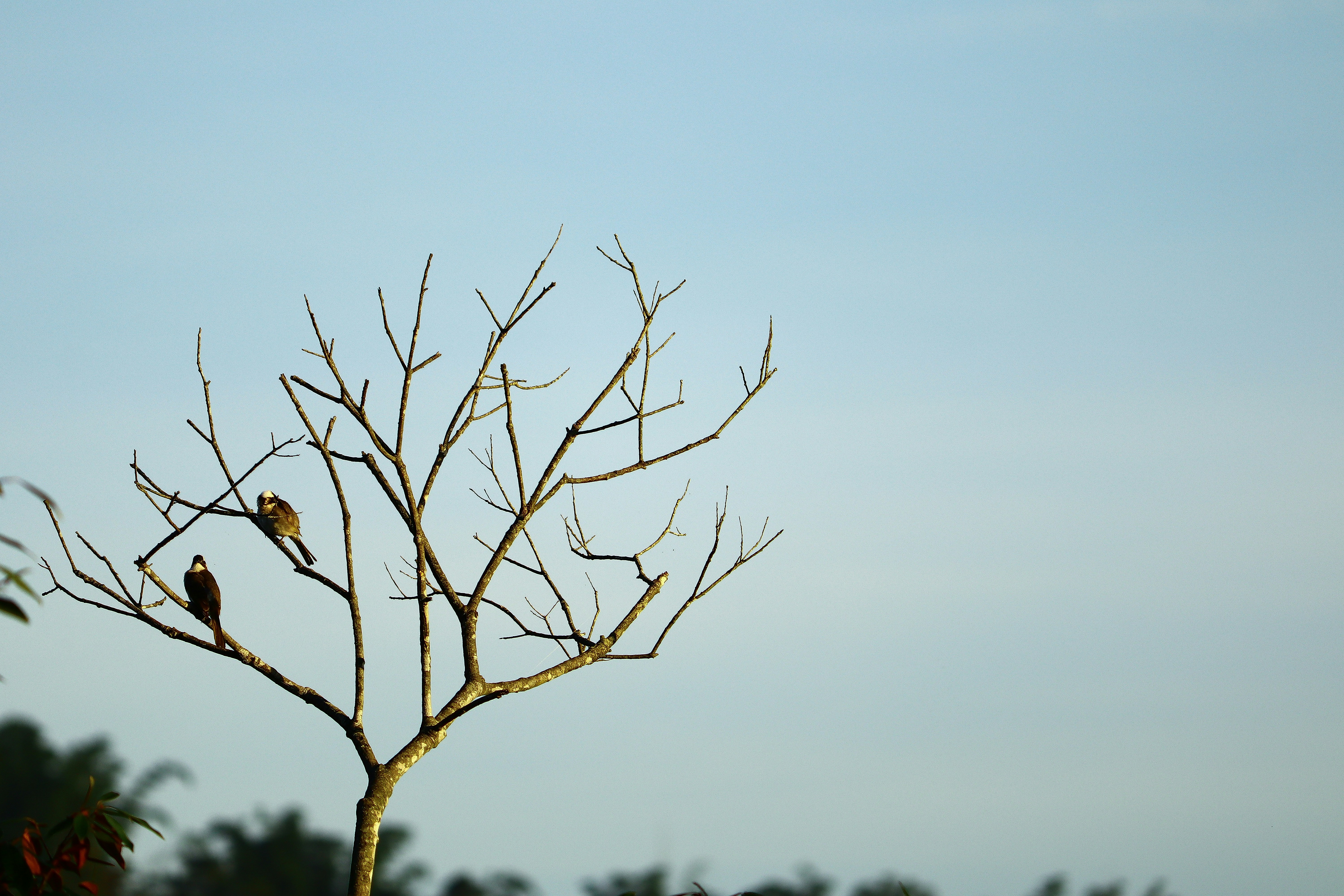Two birds perched on a barren tree against a serene sky, surrounded by hints of lush greenery in the background.