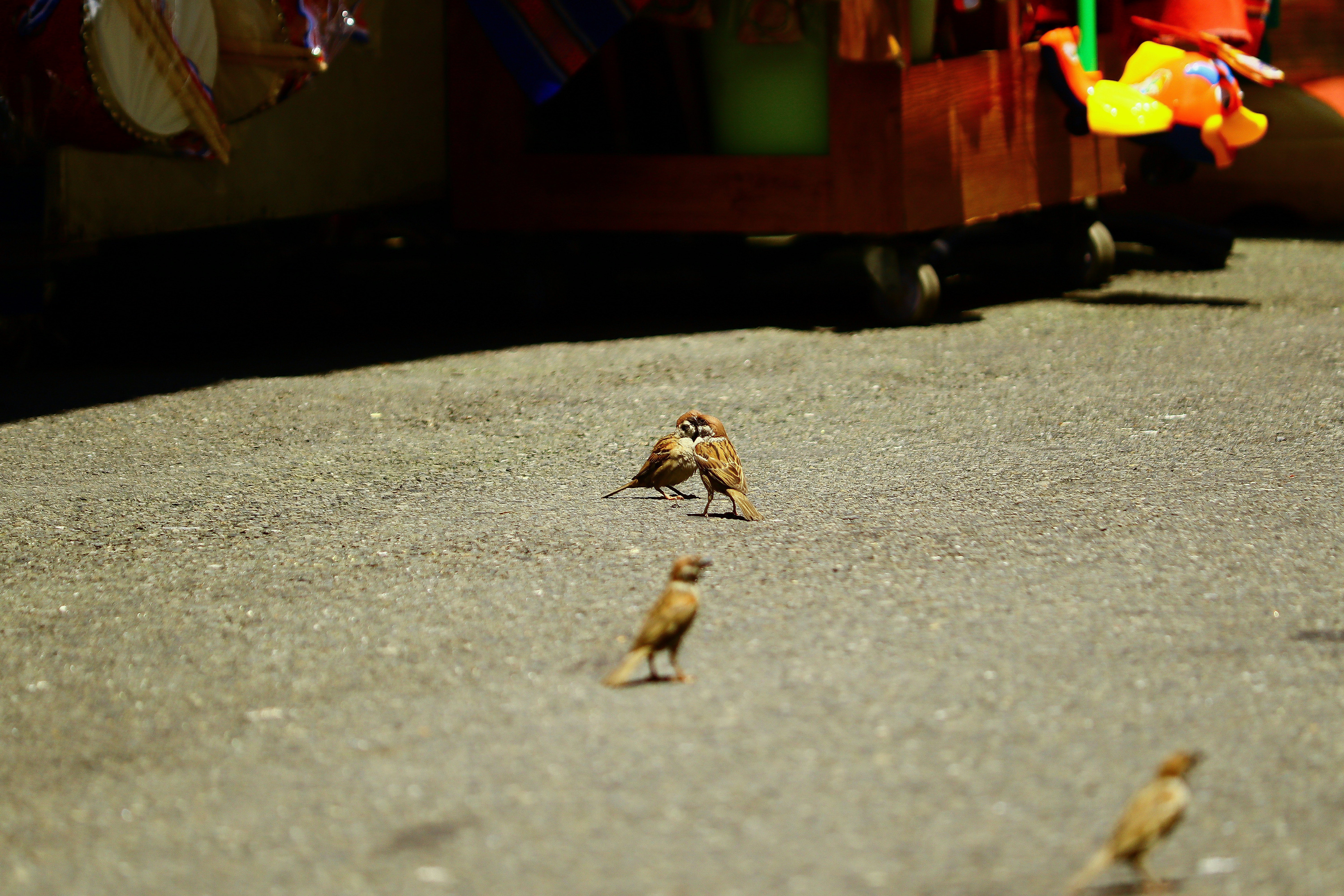 Three Burgeoning Starlings on a Market Ground