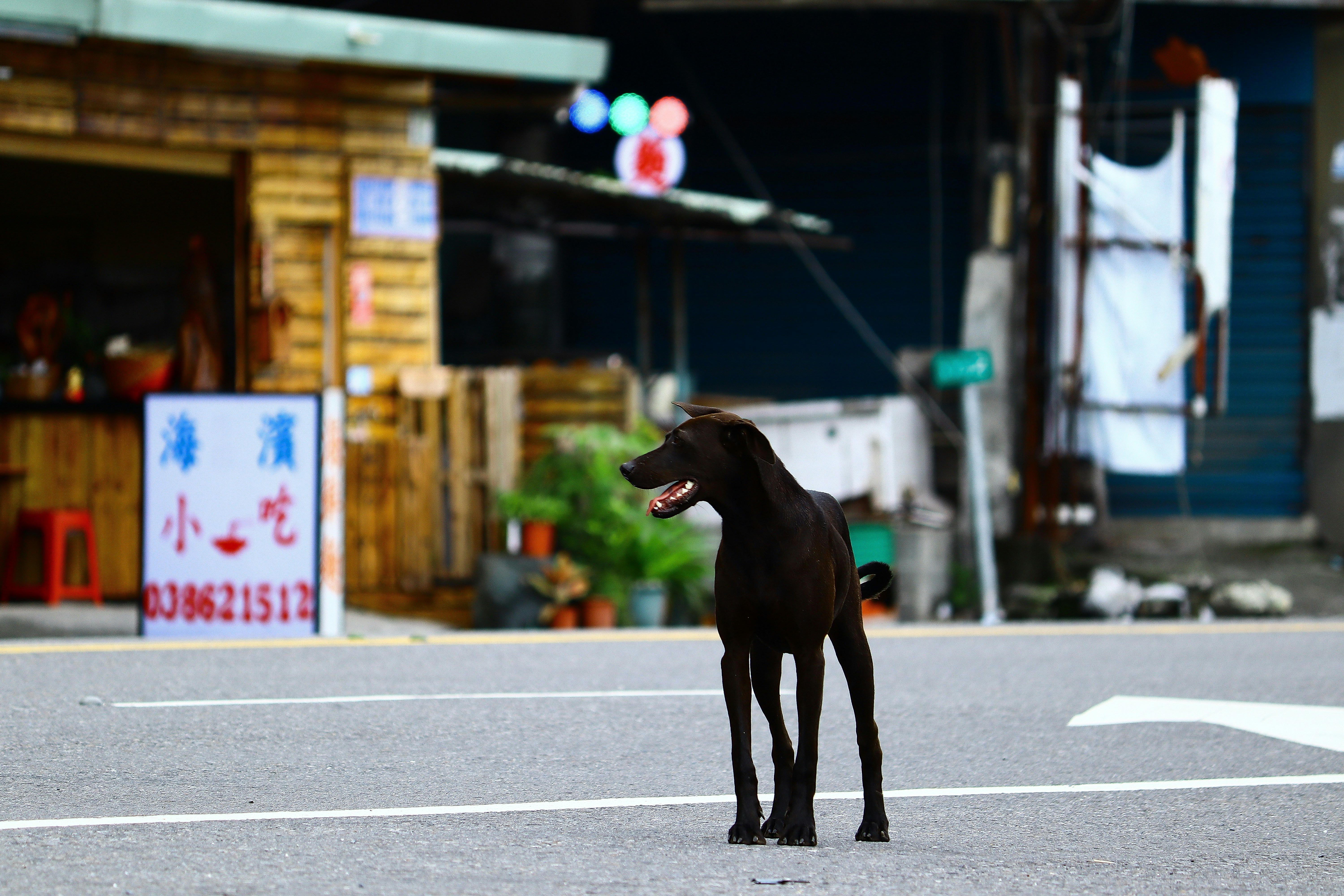 A brown dog stands confidently in the middle of a quiet street, surrounded by rustic shops and soft lighting.