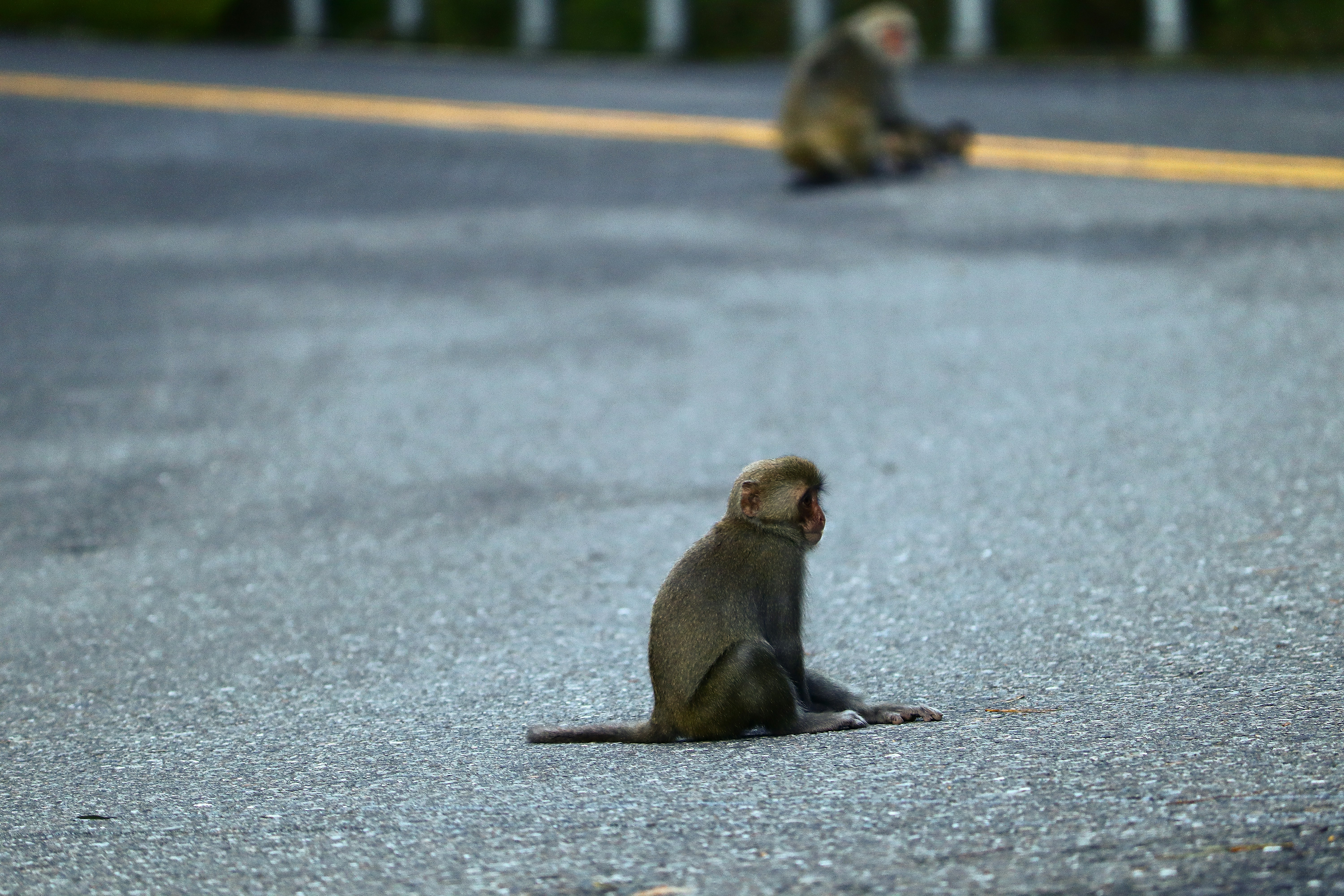 Solitary Macaque on a Quiet Asphalt Road