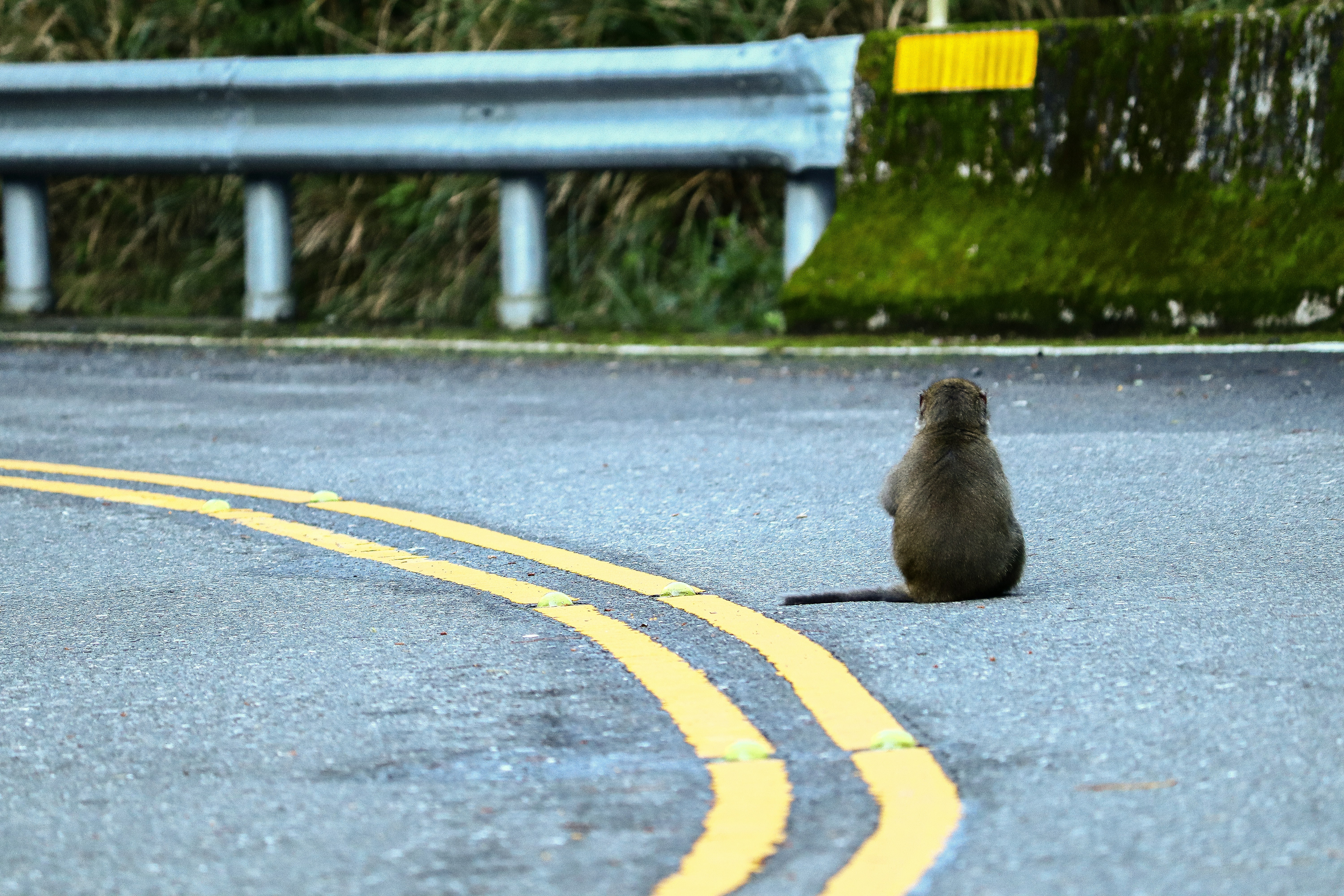Marmot on a Rain-Washed Road: a Quiet Pause Between Yellow Lines
