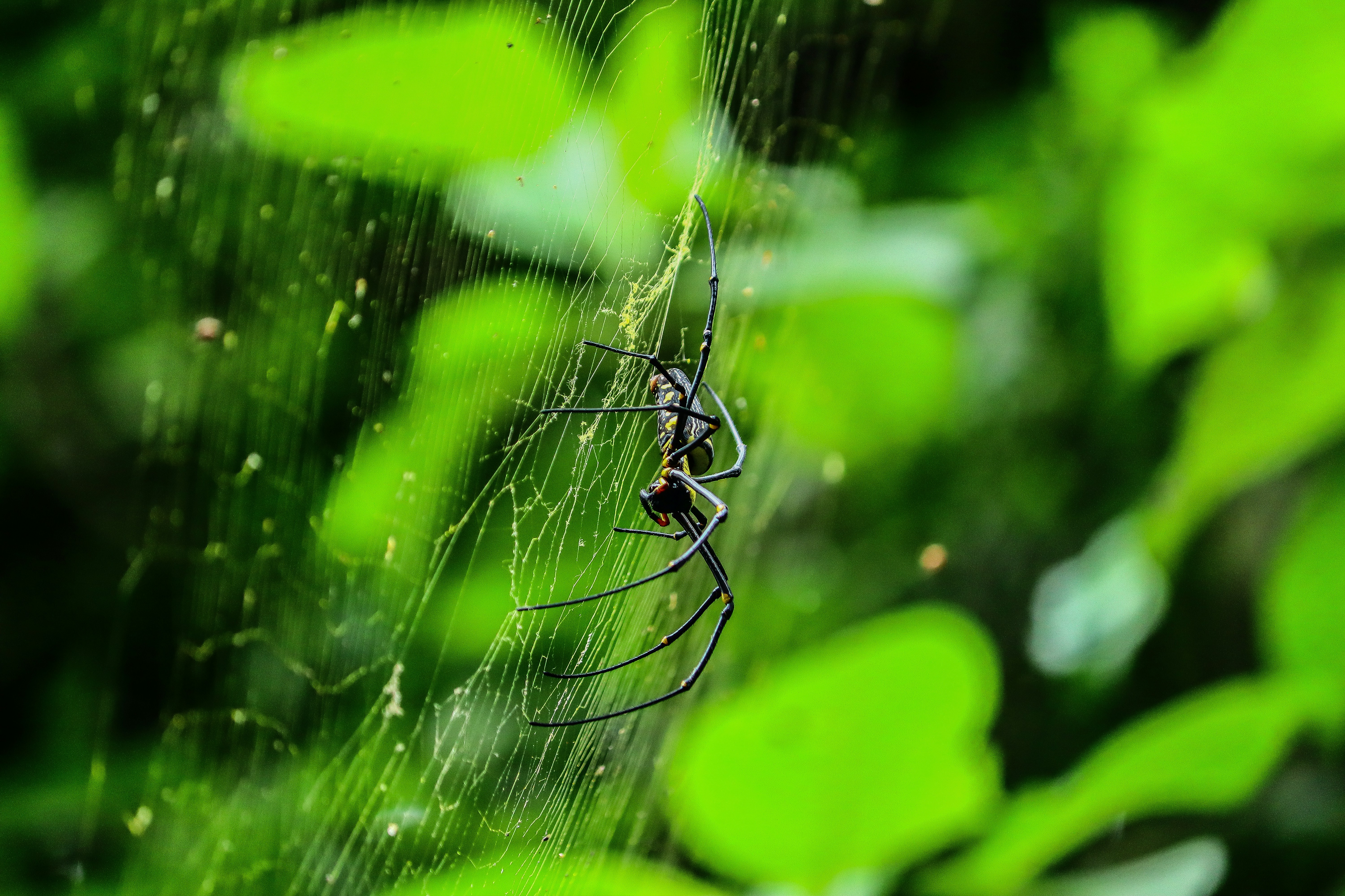 A black spider intricately suspended in its web amidst vibrant green foliage, showcasing the delicate balance of nature.
