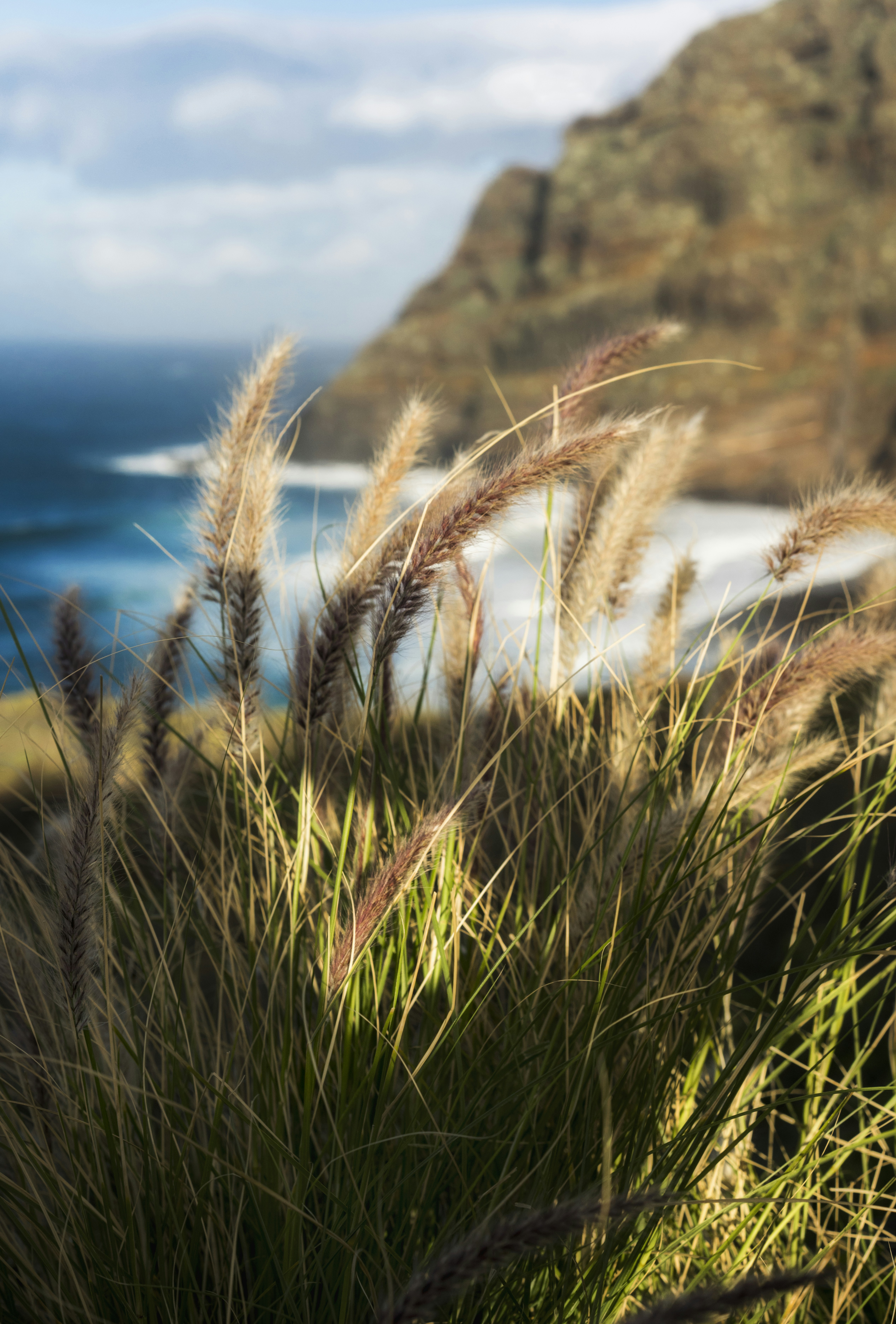 Golden grasses sway gently in the coastal breeze, framing the serene ocean waves and rugged cliffs in the background.