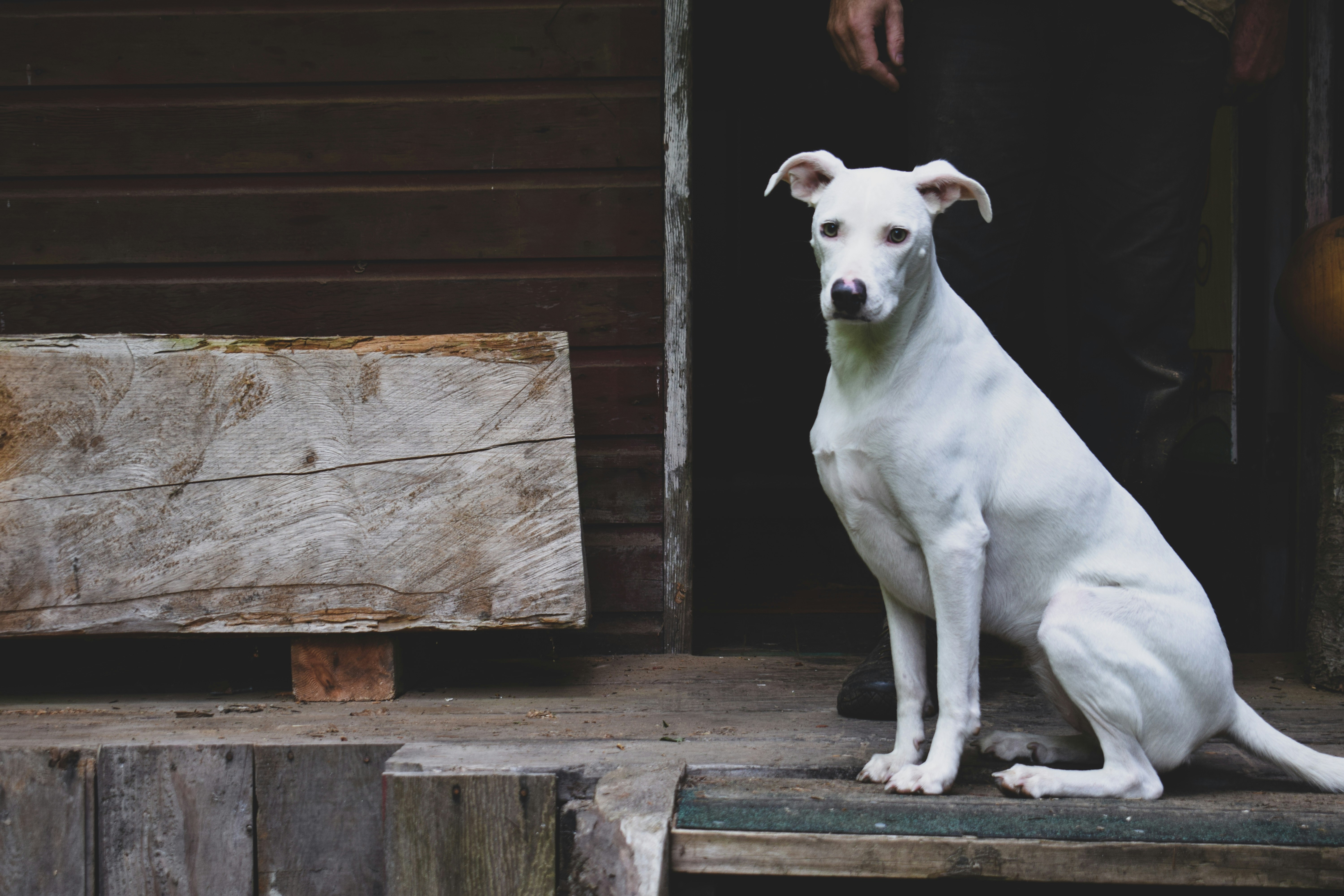 Porch Sentinel: A White Dog Watches From Weathered Steps