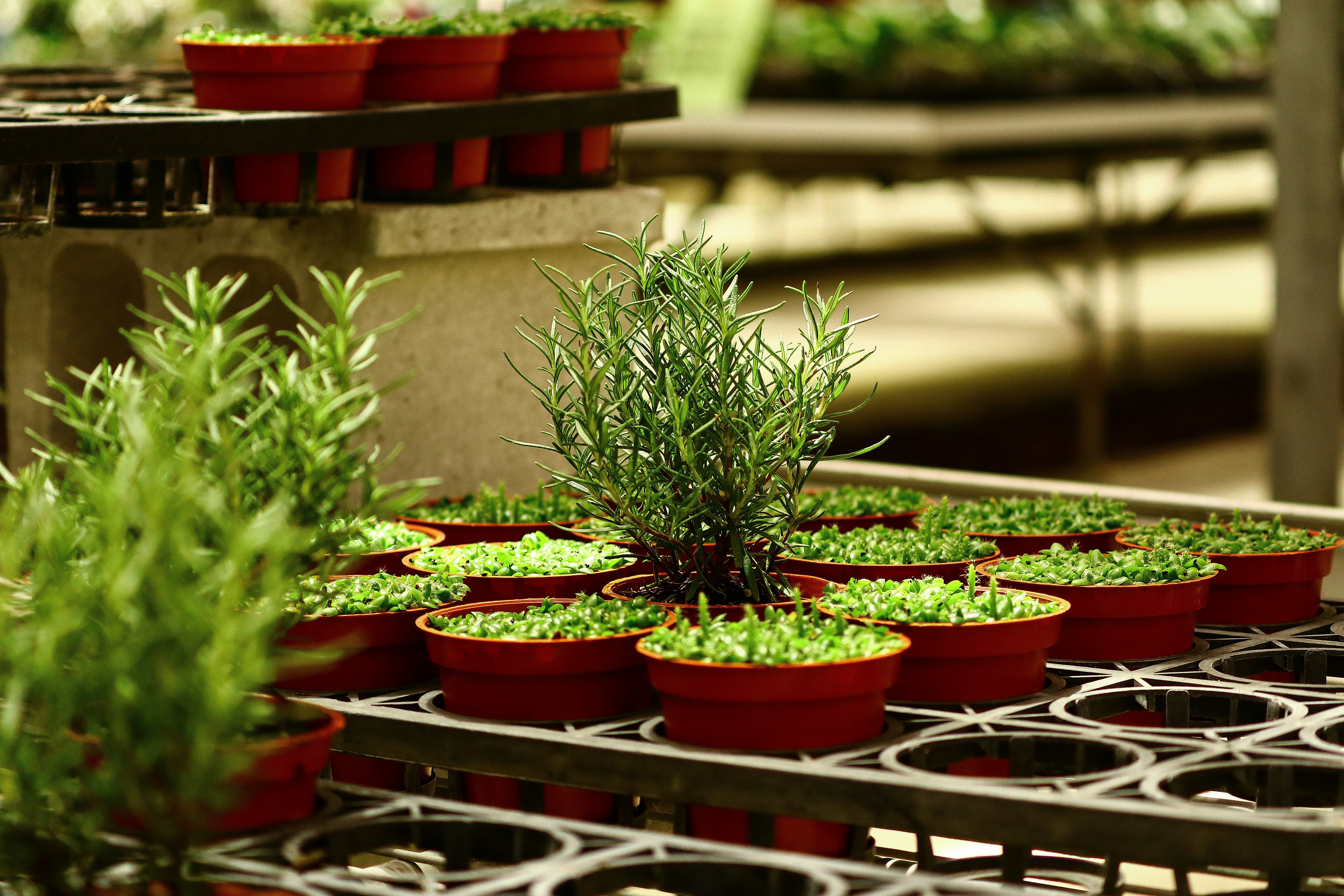 green plants in potSamuel Toh
