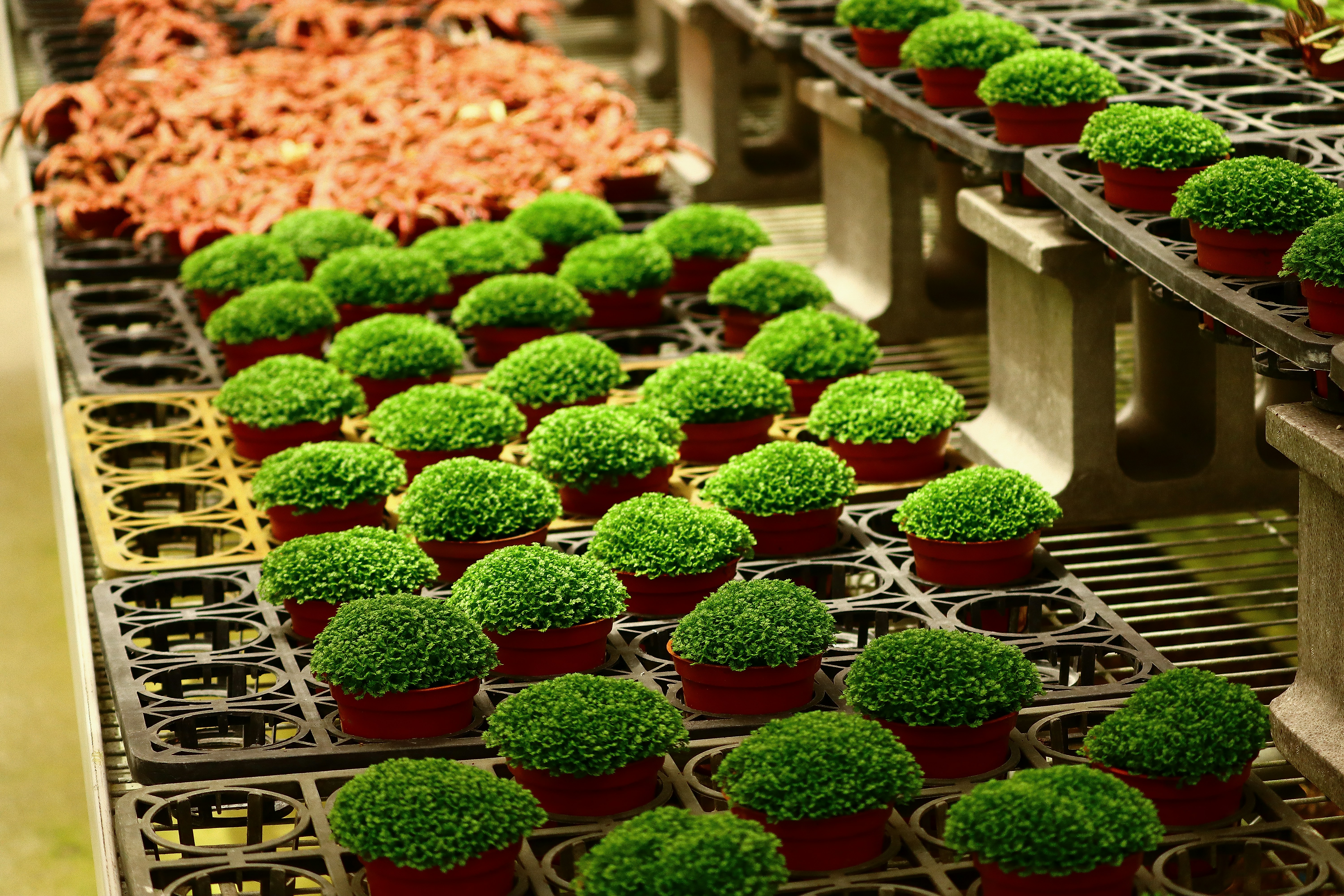 Topiary Assembly Line: Green Orbs on a Stainless Stage