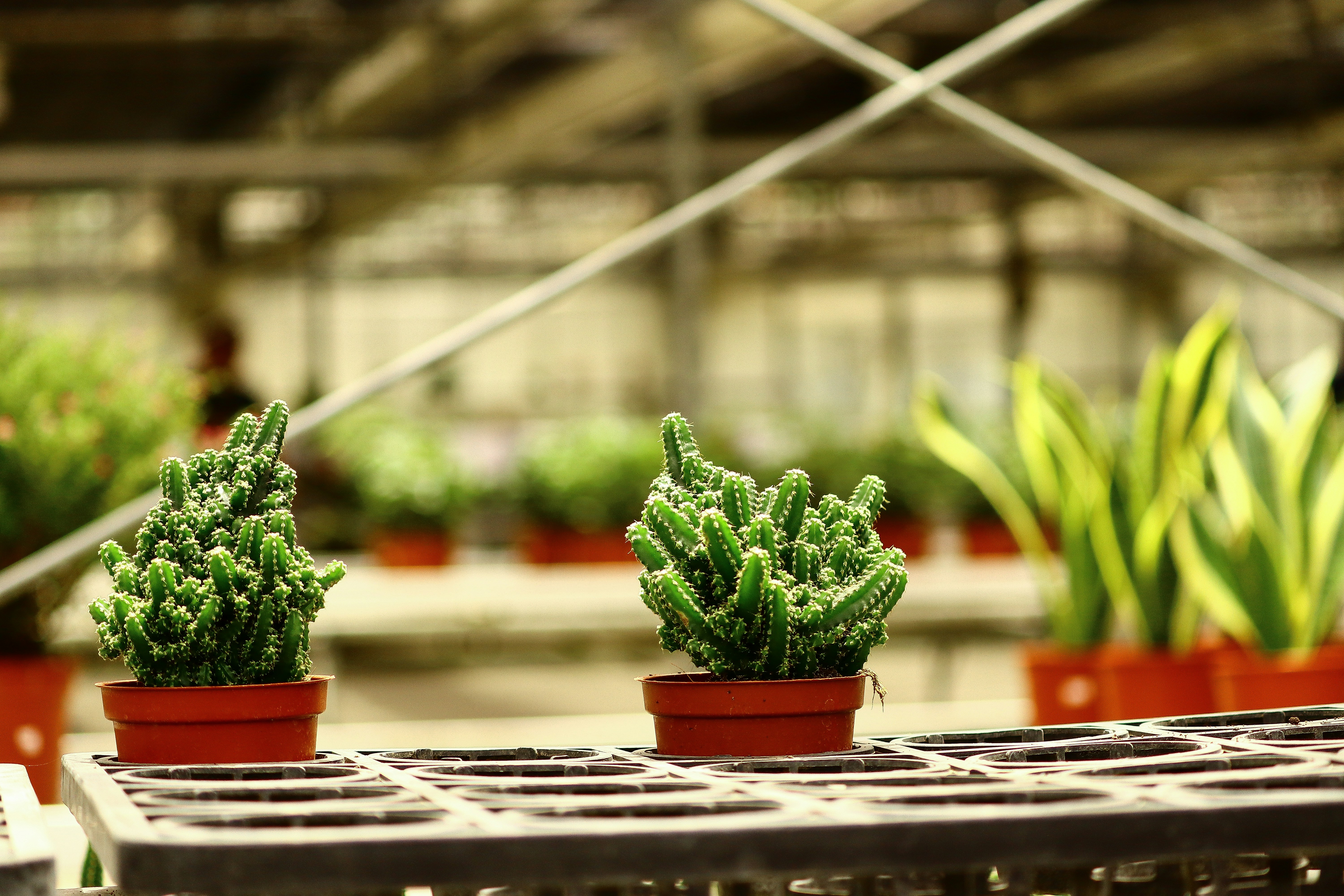 Deux plantes de cactus assorties sur support en métal gris photo ...