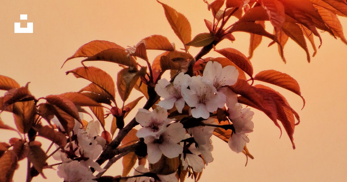 Foto Planta De Hojas Verdes Con Flores Blancas Imagen Planta Gratis