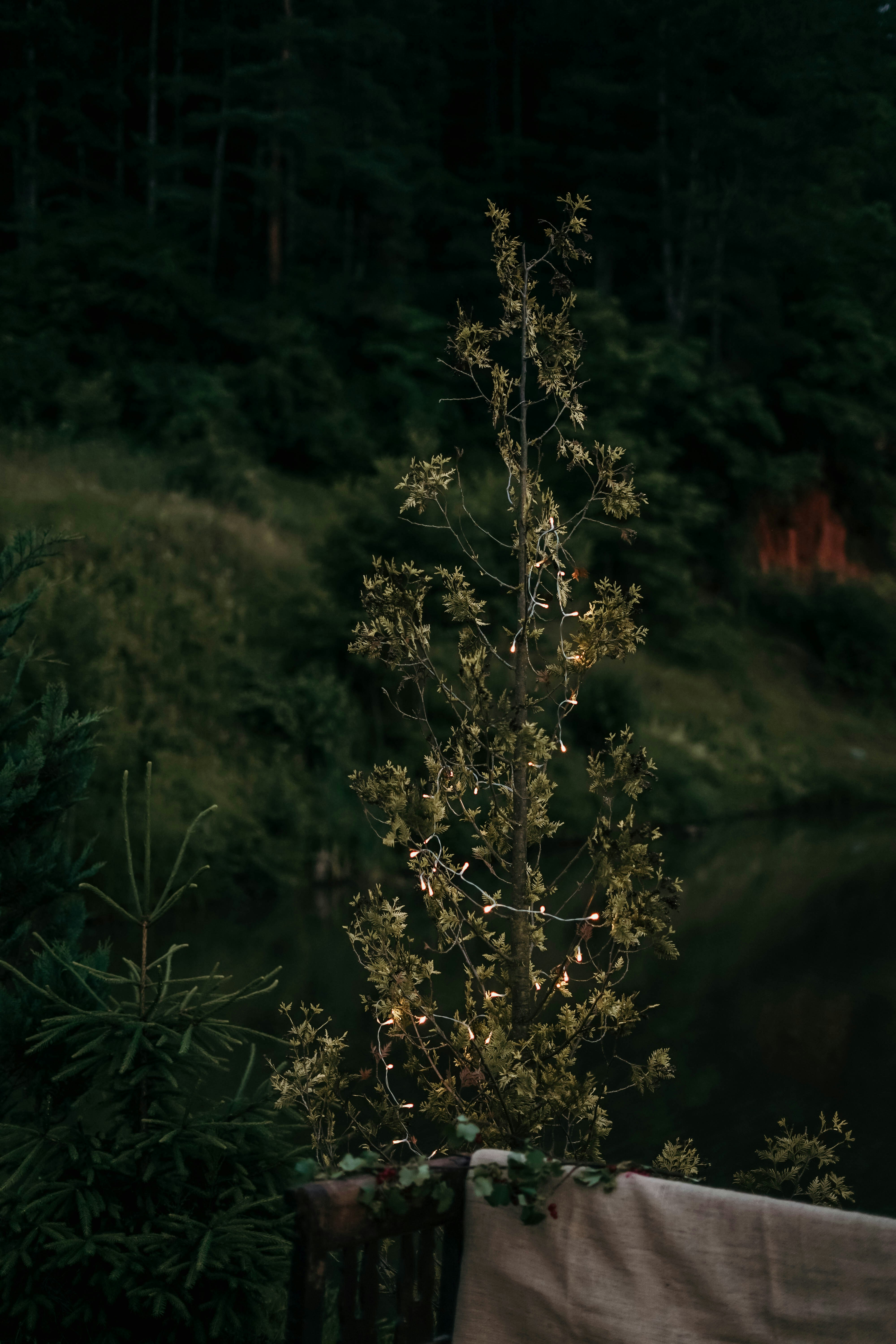 Dusk-Illuminated Shrub Clinging to a Railing by a Tranquil Pond