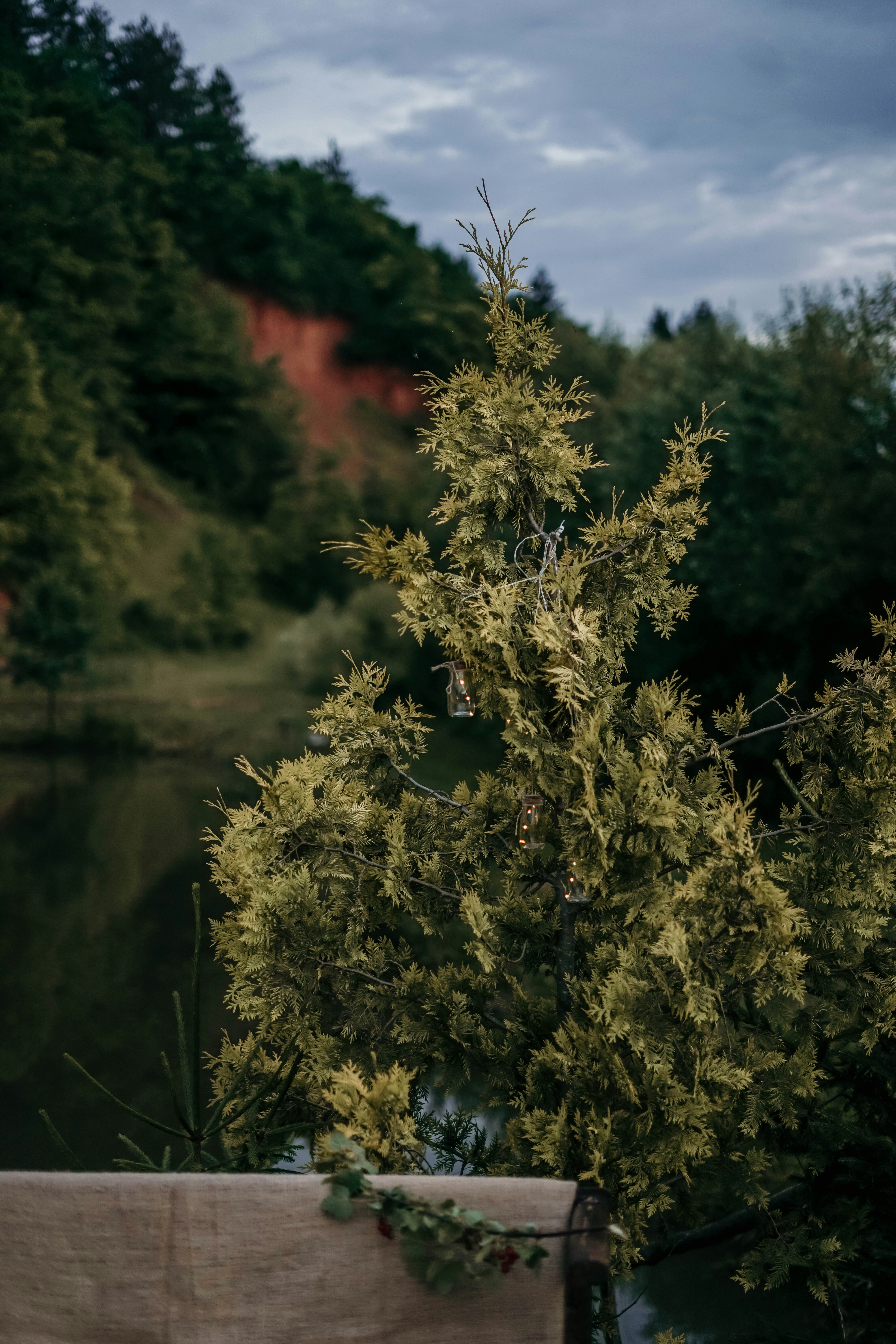 Lanterns Dangling from a Conifer at the Quiet Lake Edge