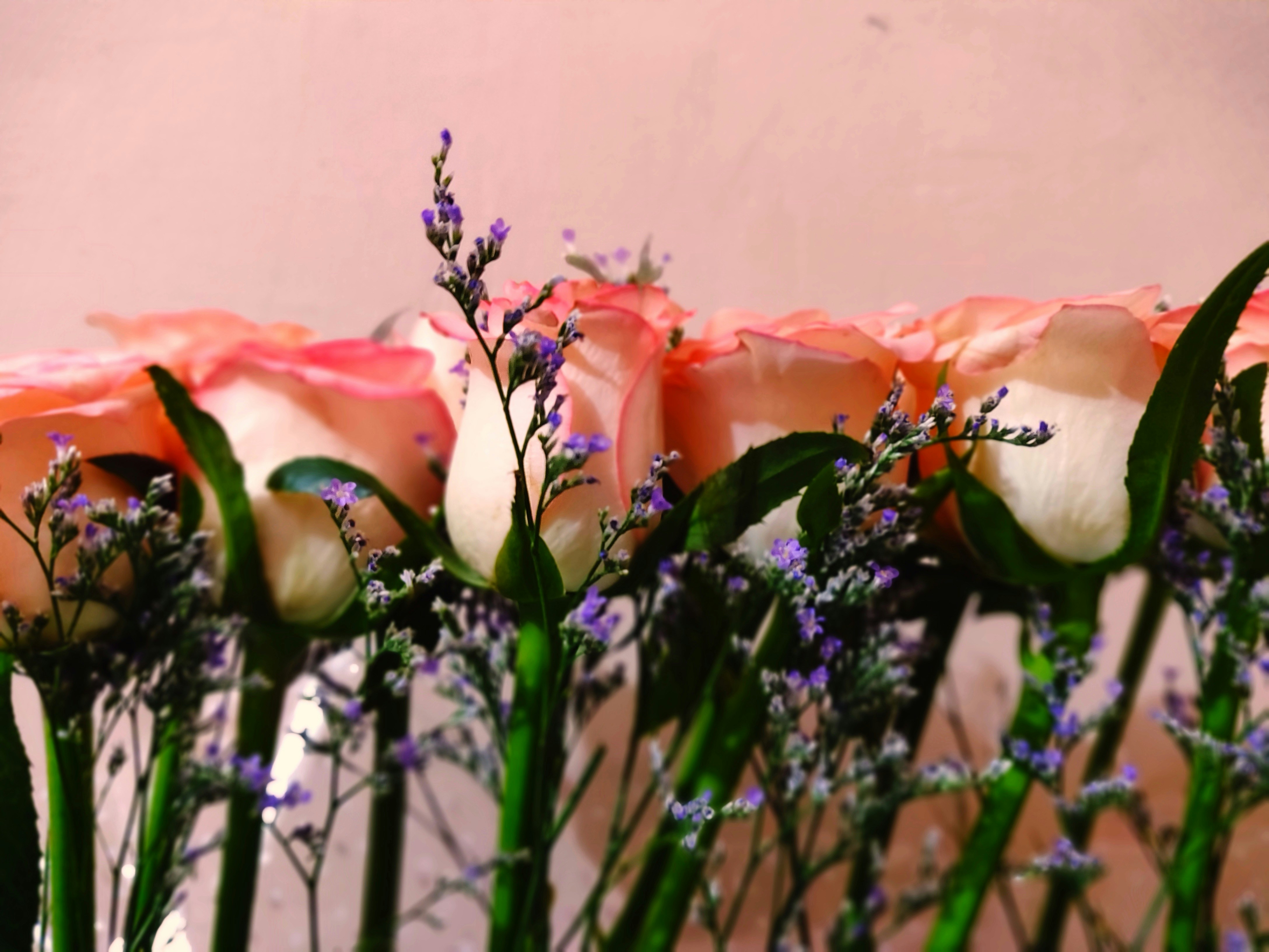 Pastel Roses and Lavender Whispers