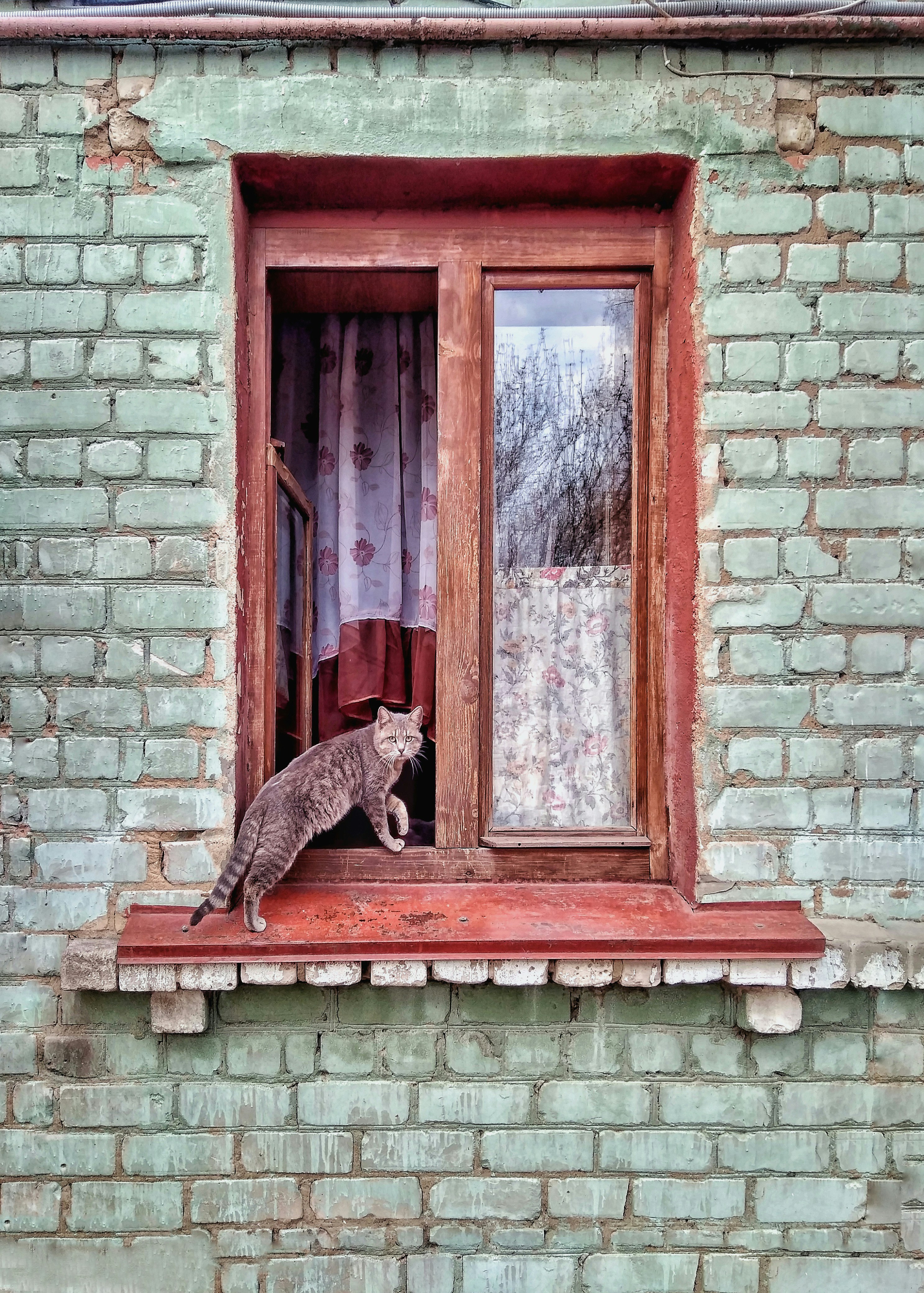 Gray cat poised on a windowsill, gazing outside, framed by a rustic green brick wall and floral curtains. The scene captures a moment of curiosity and adventure.