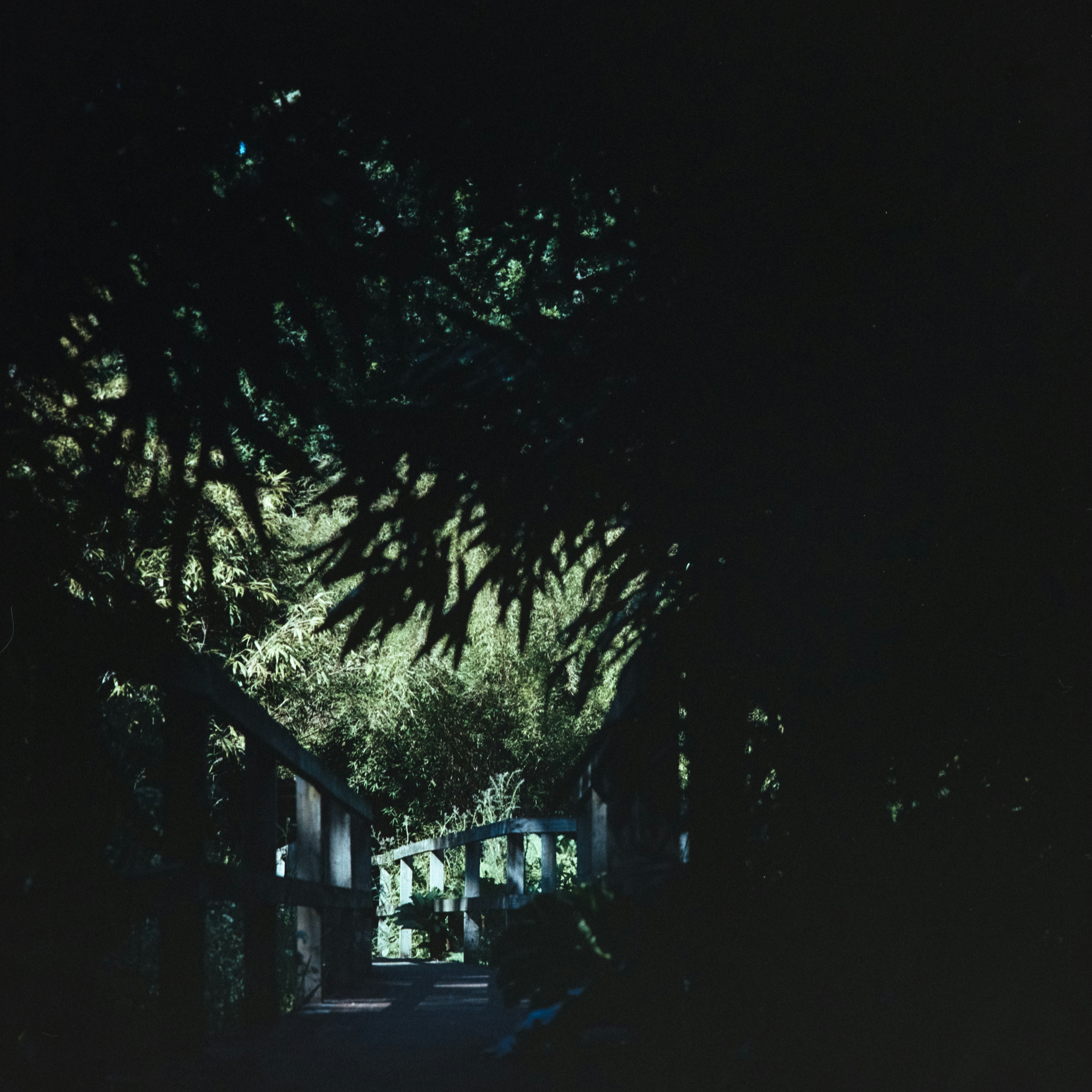 Dark canopy of the trees photo – Free Analogue photography Image on ...