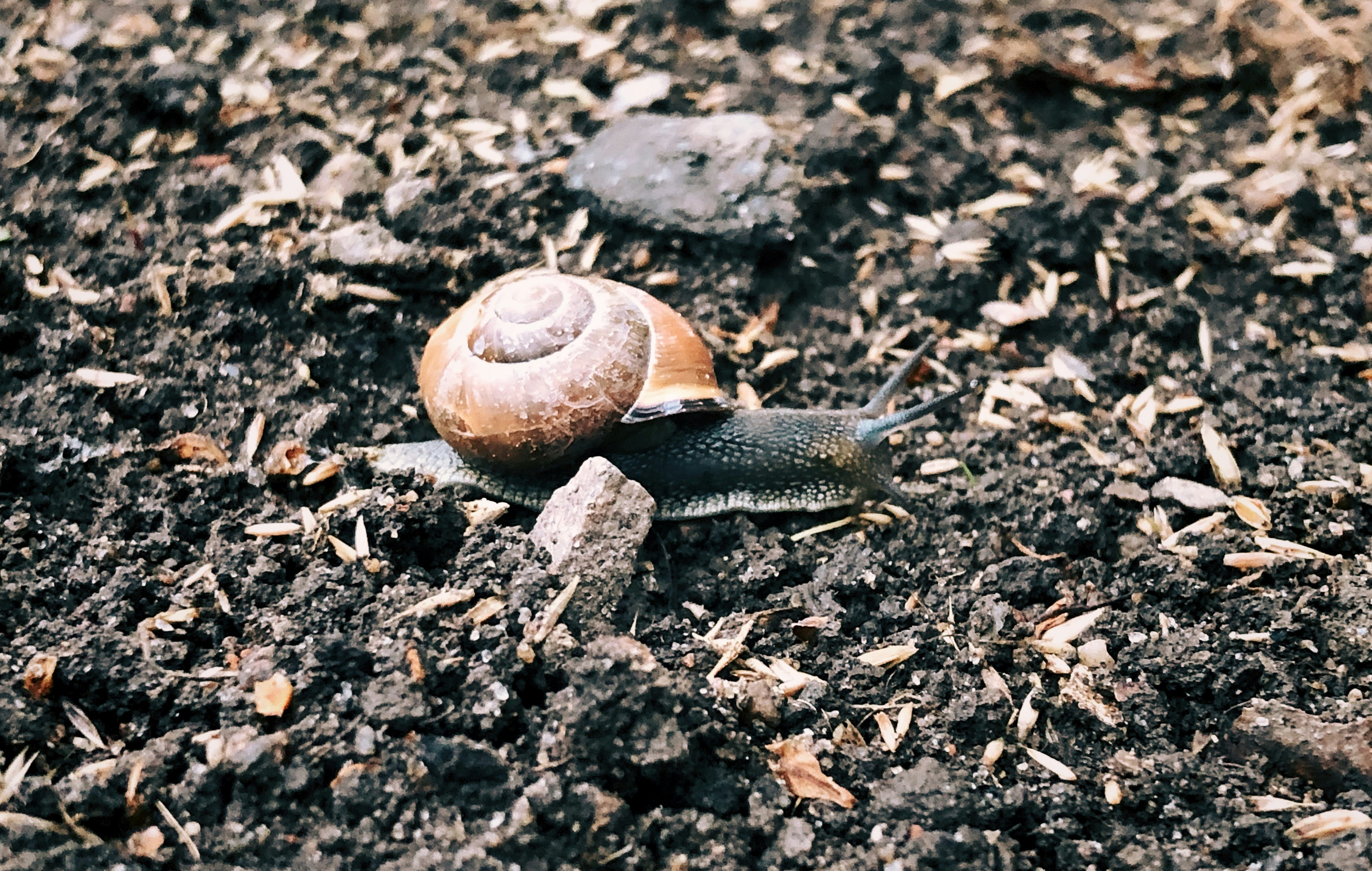 A snail glides over the earthy terrain, leaving a trail behind as it navigates through scattered debris. 