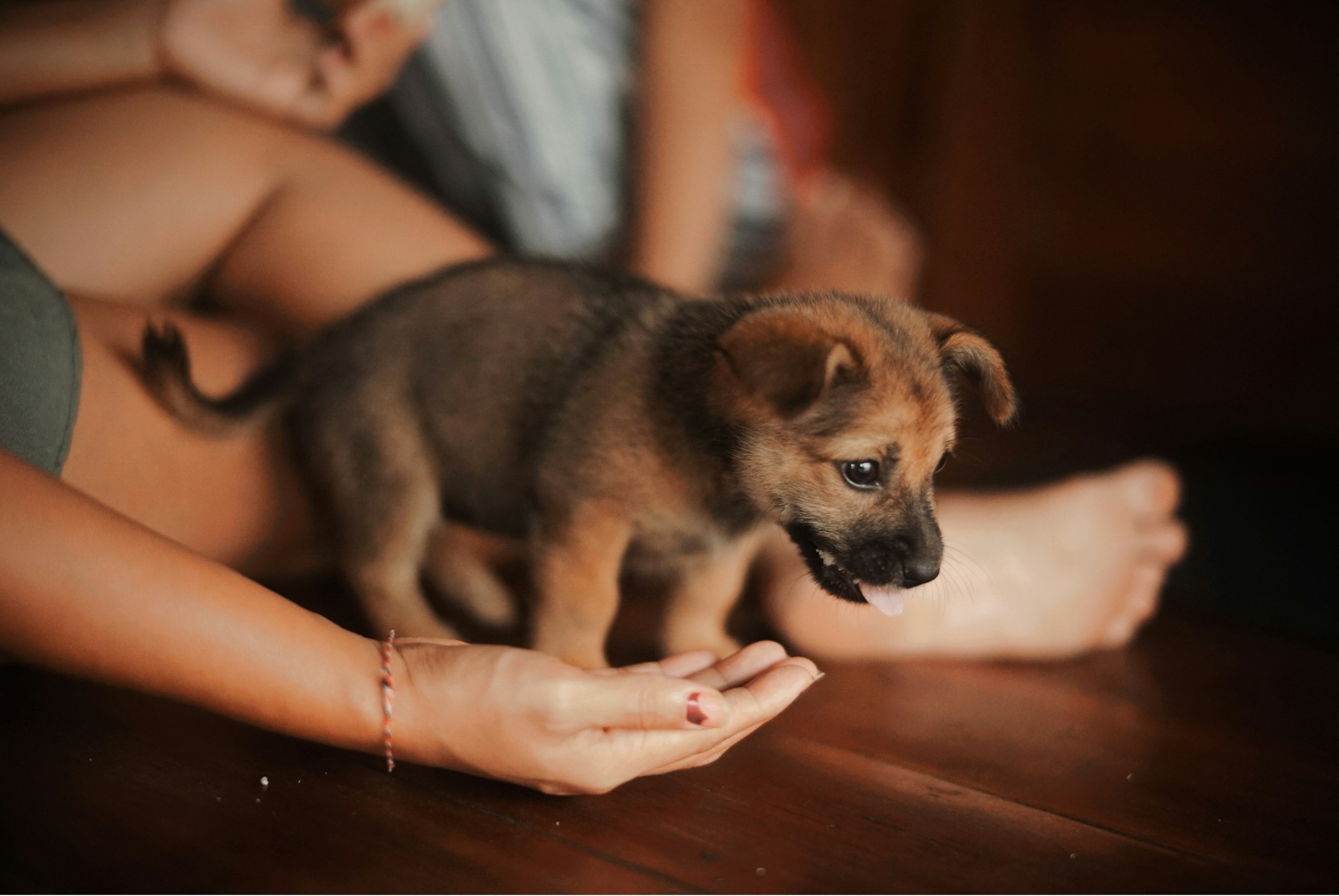 Tiny Explorer on a Wooden Stage: Puppy’s First Moments of Discovery