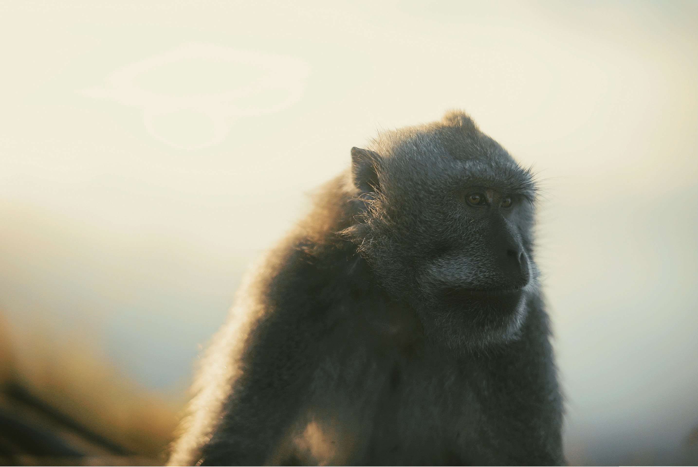 Golden Hour Gaze: A Monkey Lost in Soft Backlight