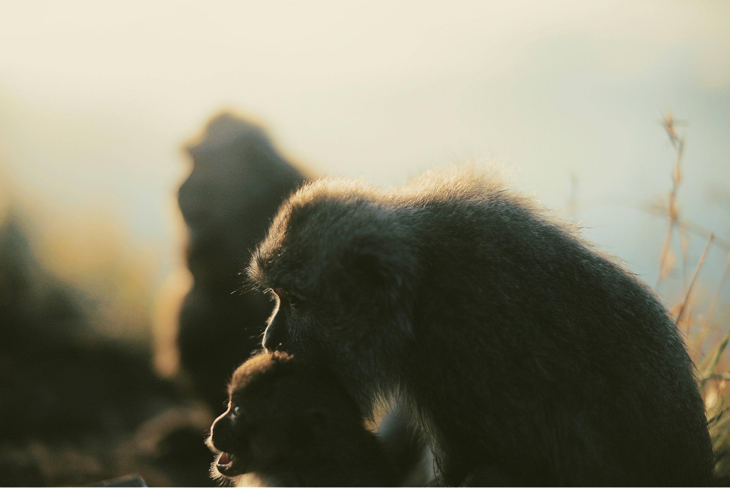 Golden Hour Silhouette: A Mother and Cub in a Quiet Grassland