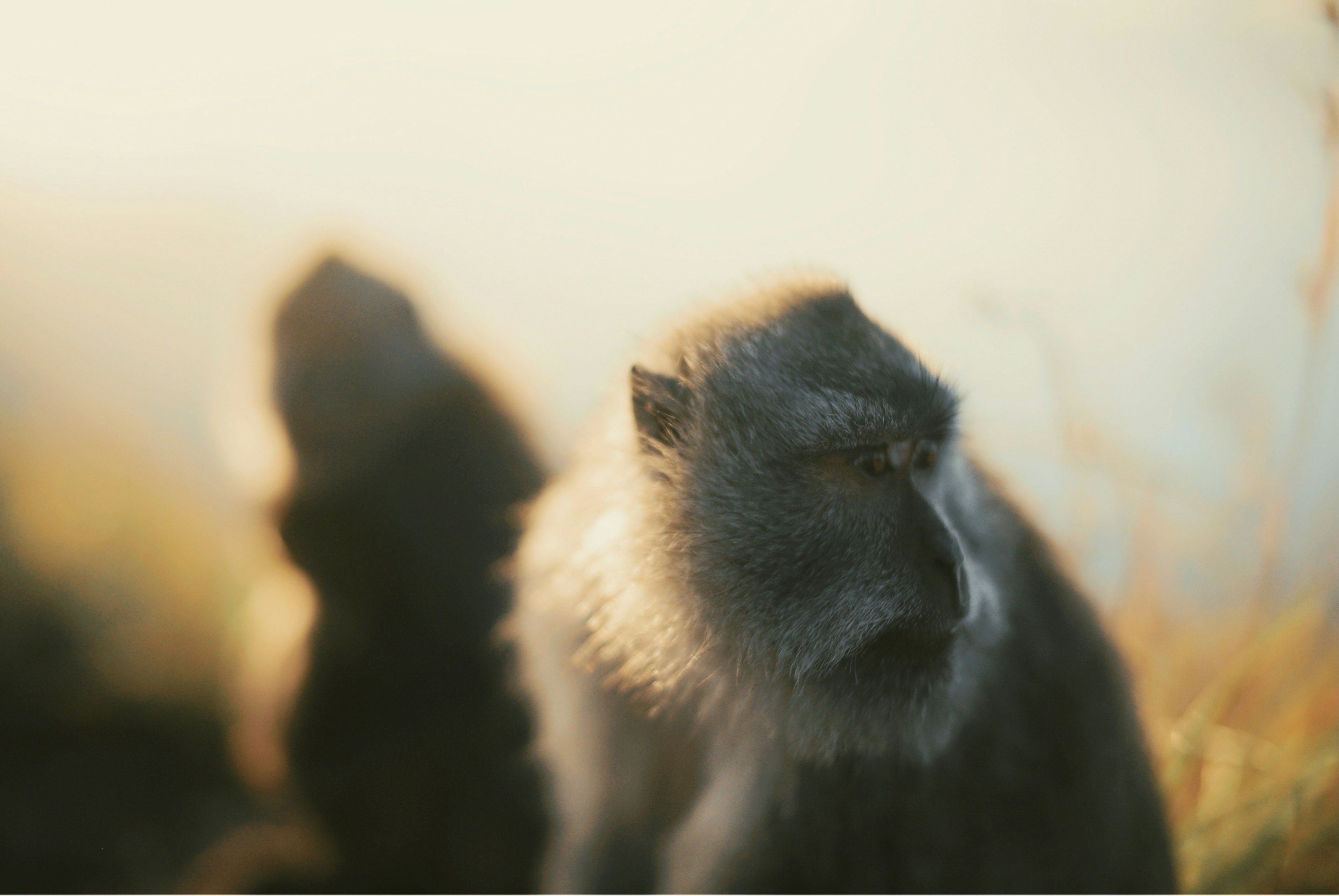 Golden Hour Gaze: A Close-Up of a Monkey in Dreamy Bokeh