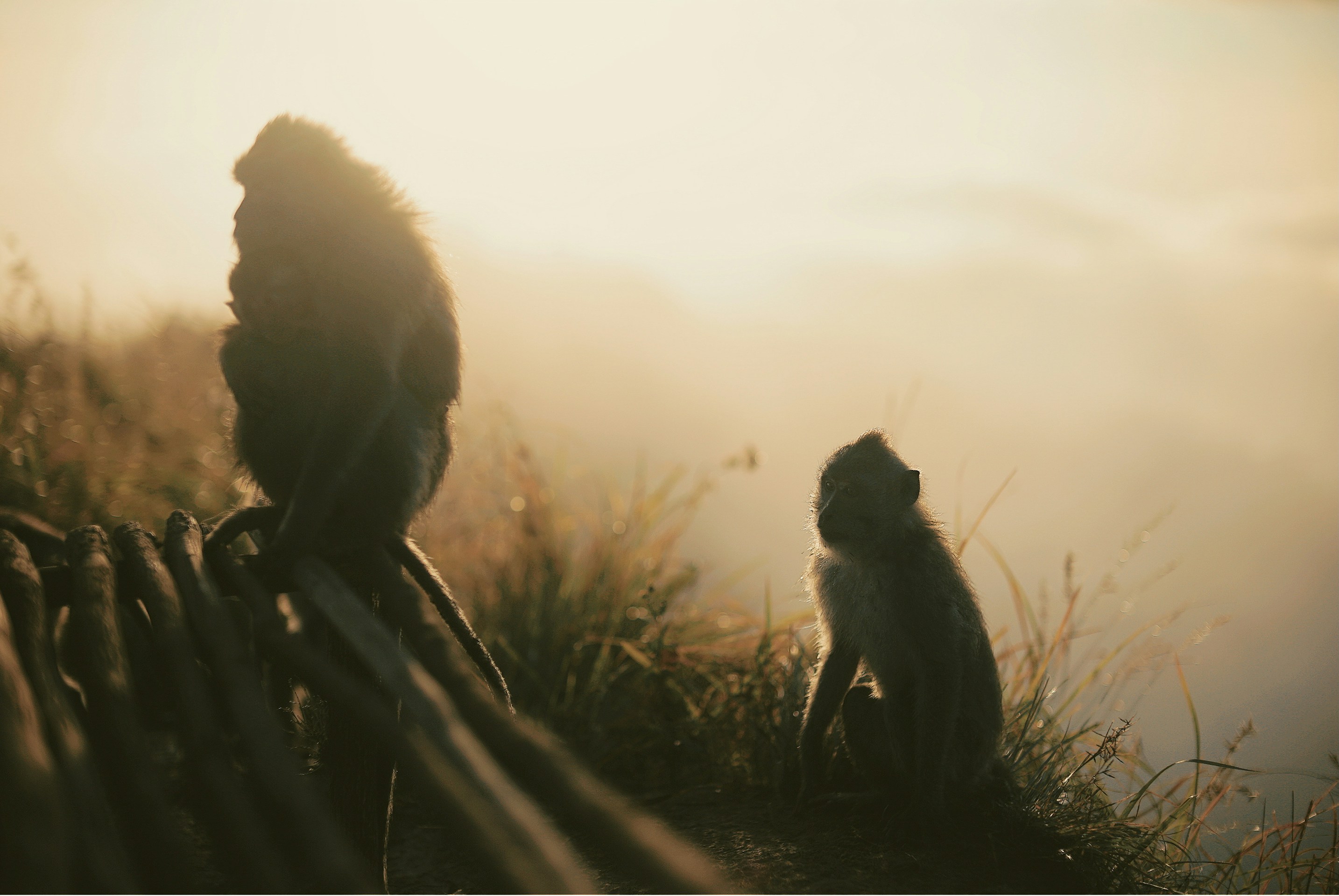 Dawn Watchers: Silhouetted Companions at the Edge of Light