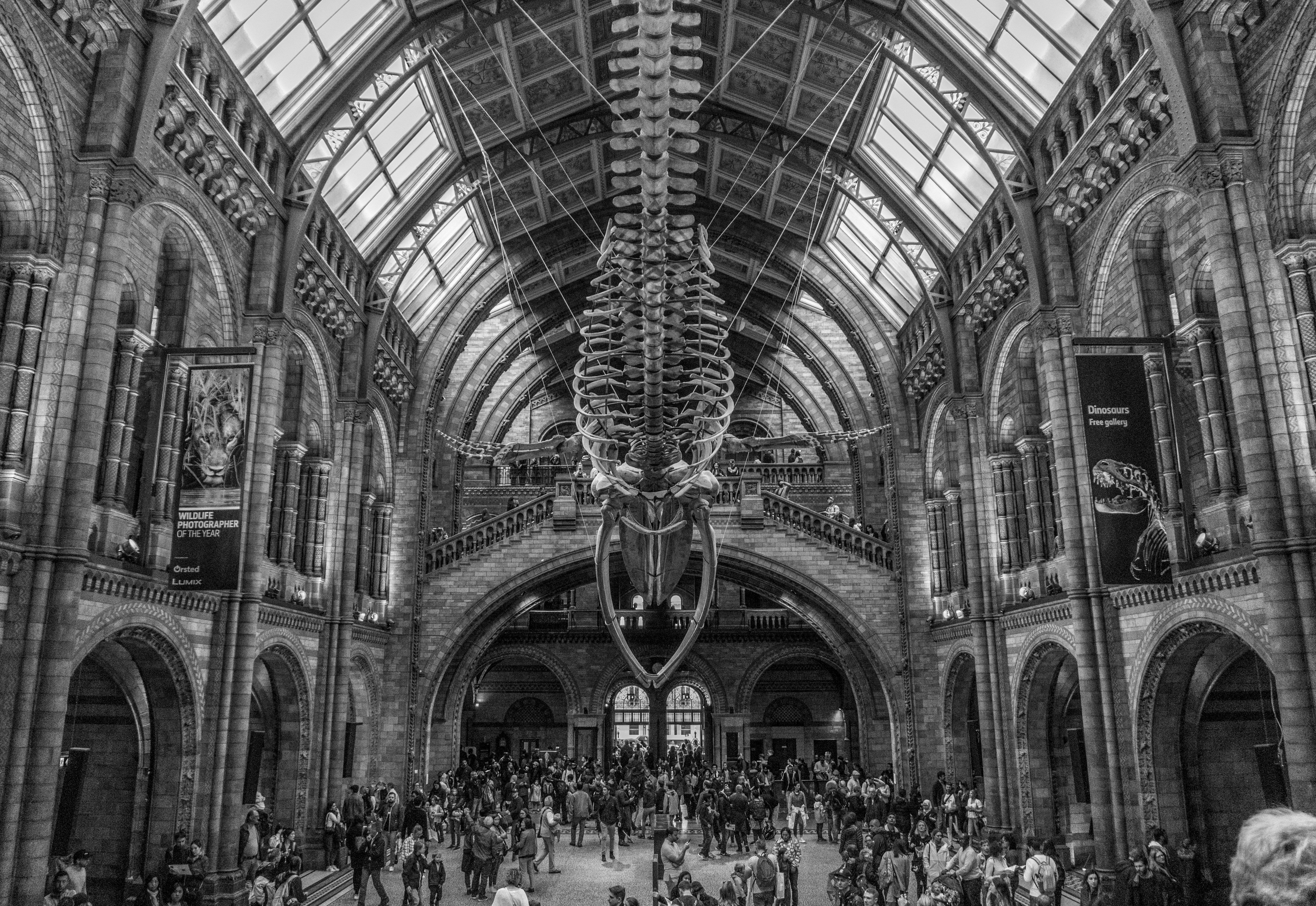Interior of a grand museum featuring a suspended whale skeleton, bustling with visitors. The architecture showcases intricate stonework and large windows.