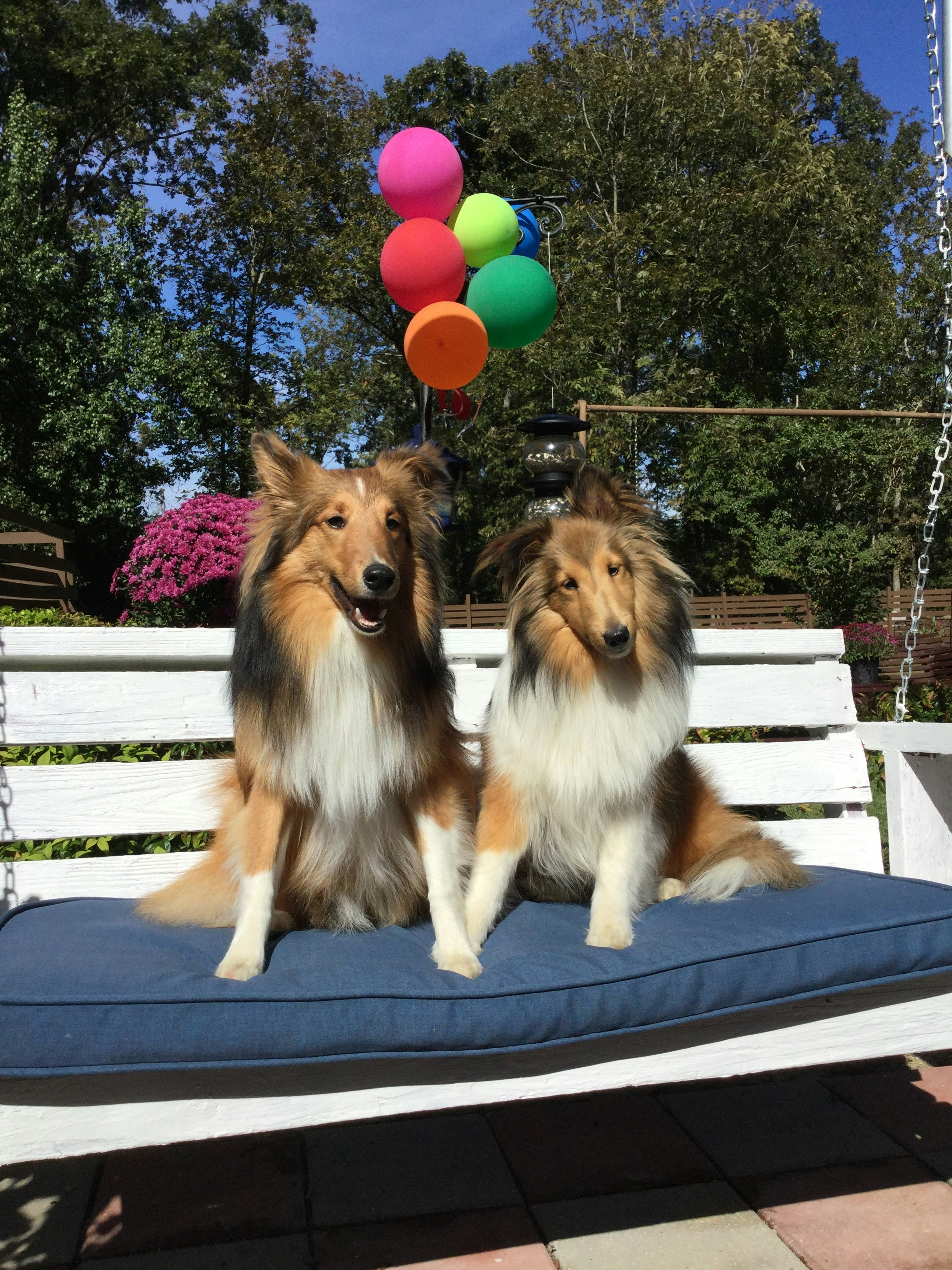 Two collie dogs sit side by side on a white bench, framed by vibrant balloons and lush greenery.