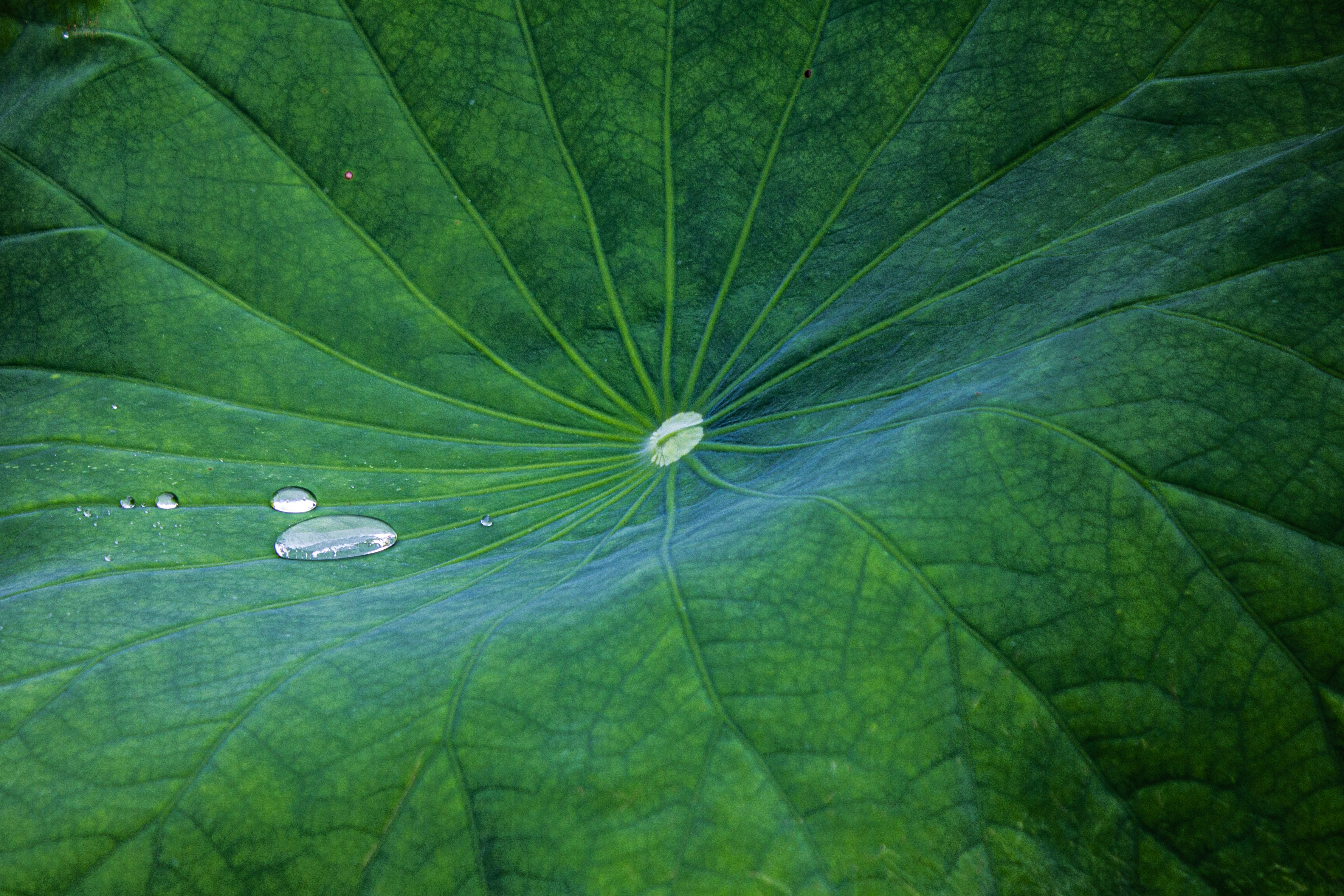 Close-up of a green lotus leaf with droplets glistening on its surface, revealing intricate vein patterns.
