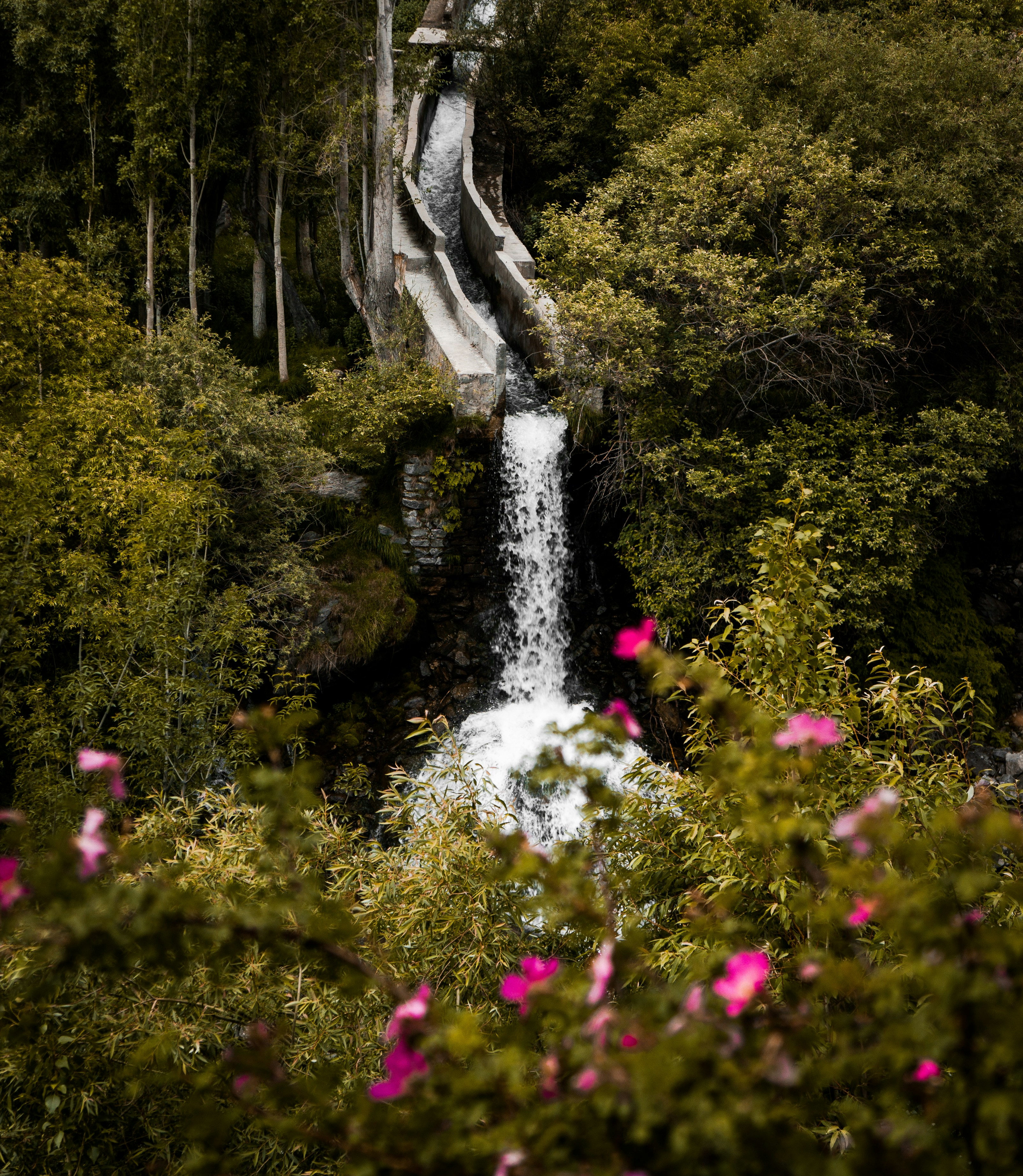 Concrete Cascade Through a Green Canopy, Framed by Pink Wildflowers