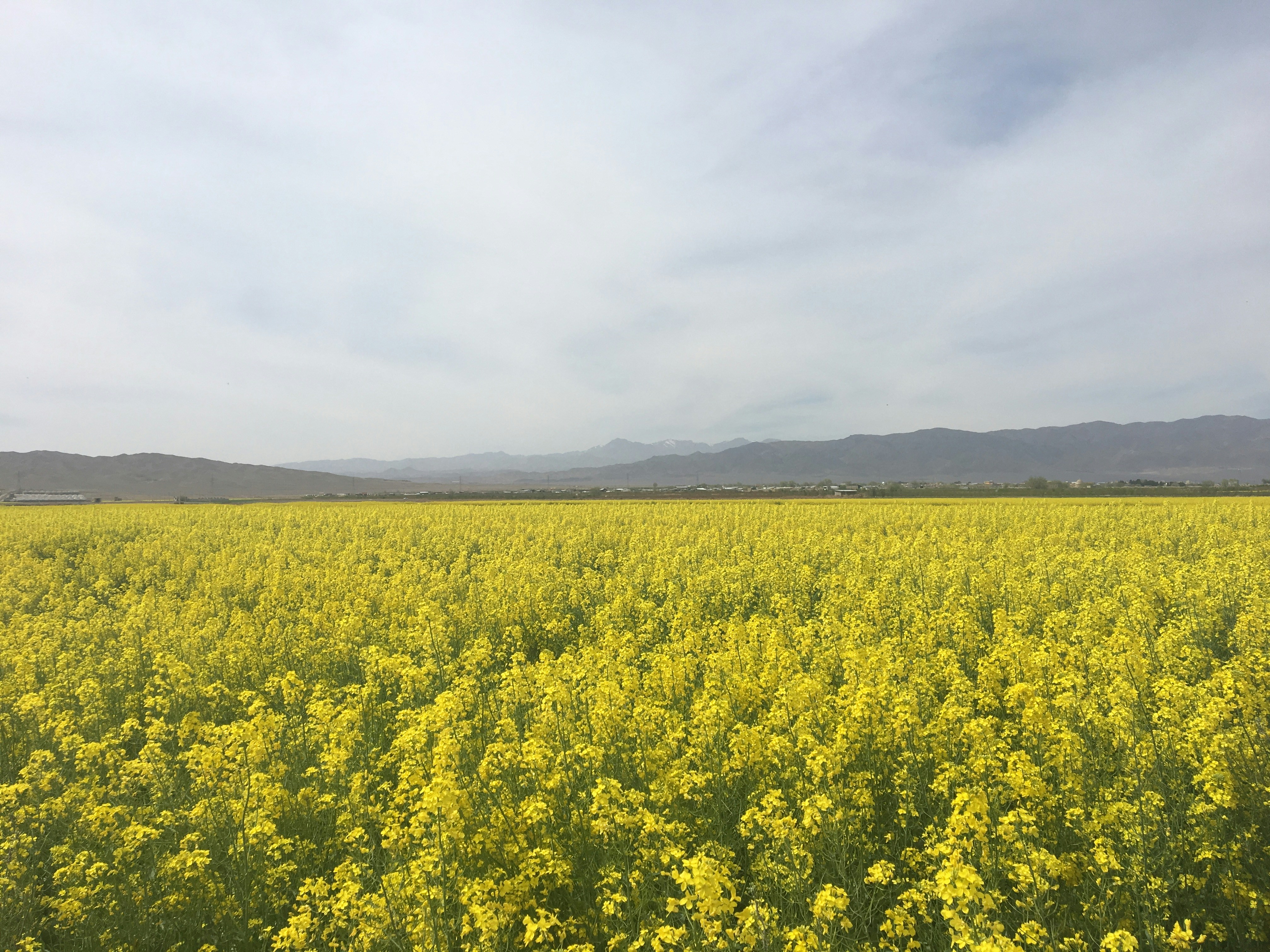 Yellow flower plant field during daytime photo – Free Flowers Image on ...
