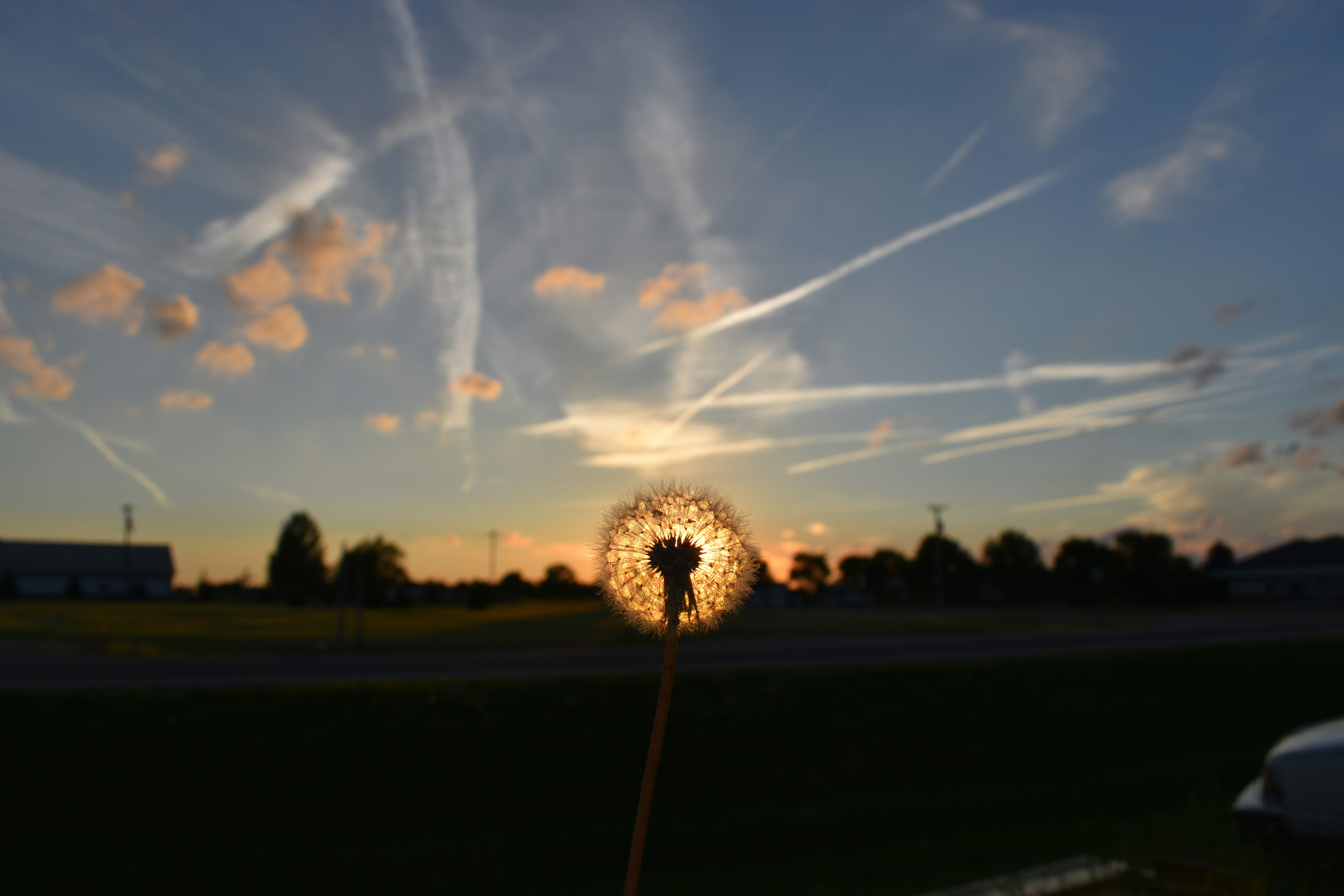 Dandelion Halo at Dusk
