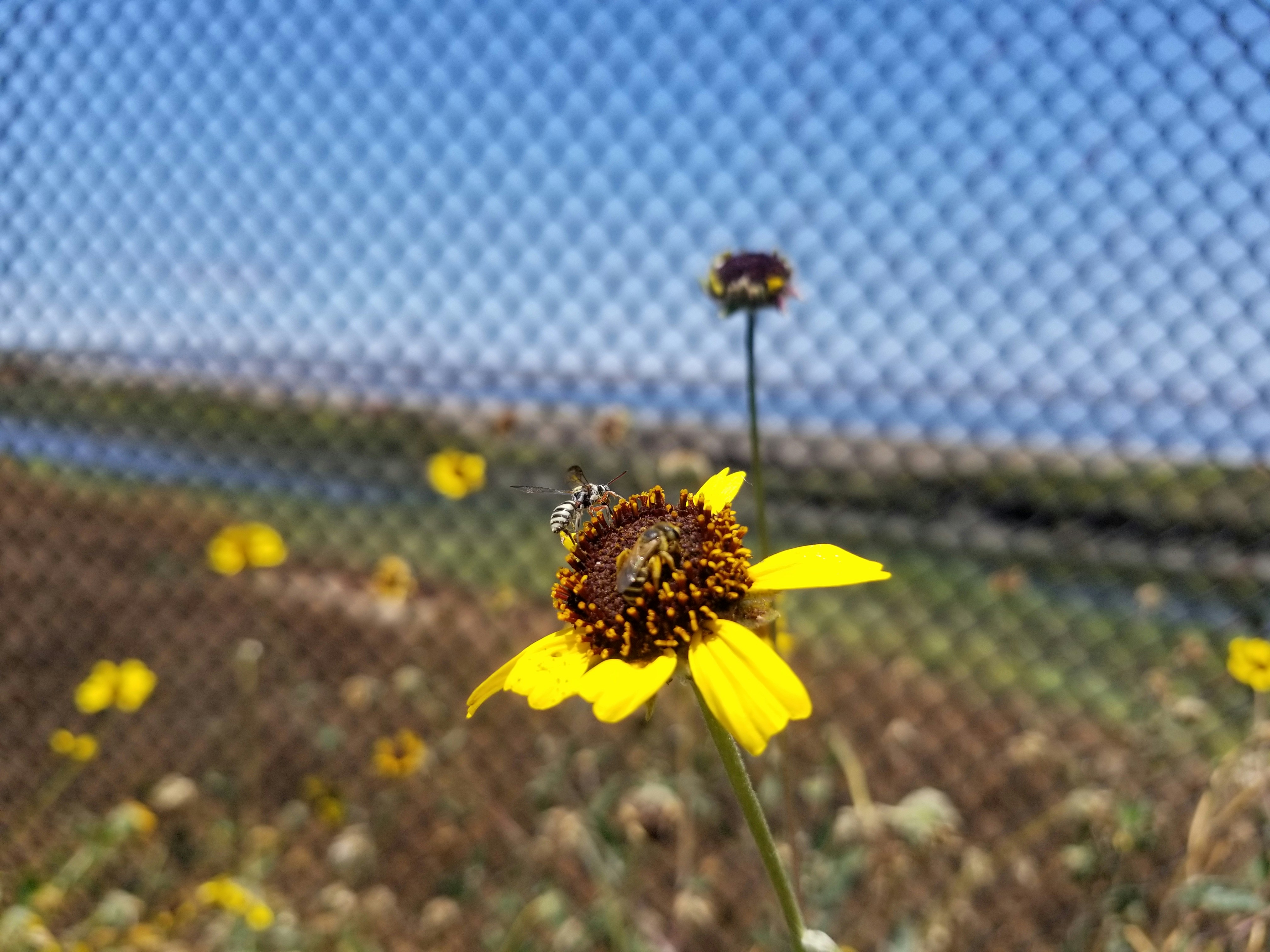Sunflower Behind Mesh: A Golden Bloom Framed by Wire