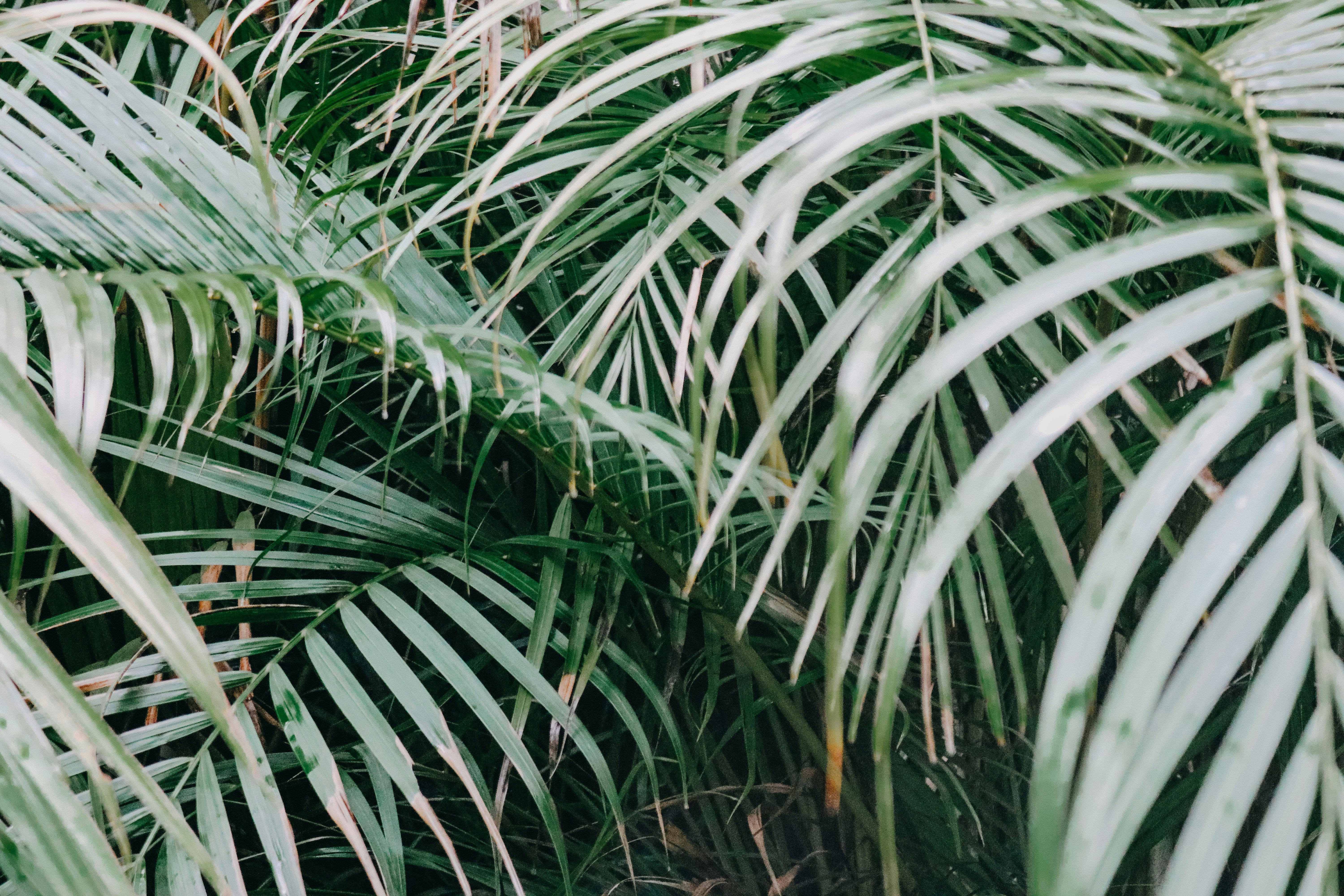 Ginna Shernoville (@shernoville) | Comunidade de fotos da Unsplash