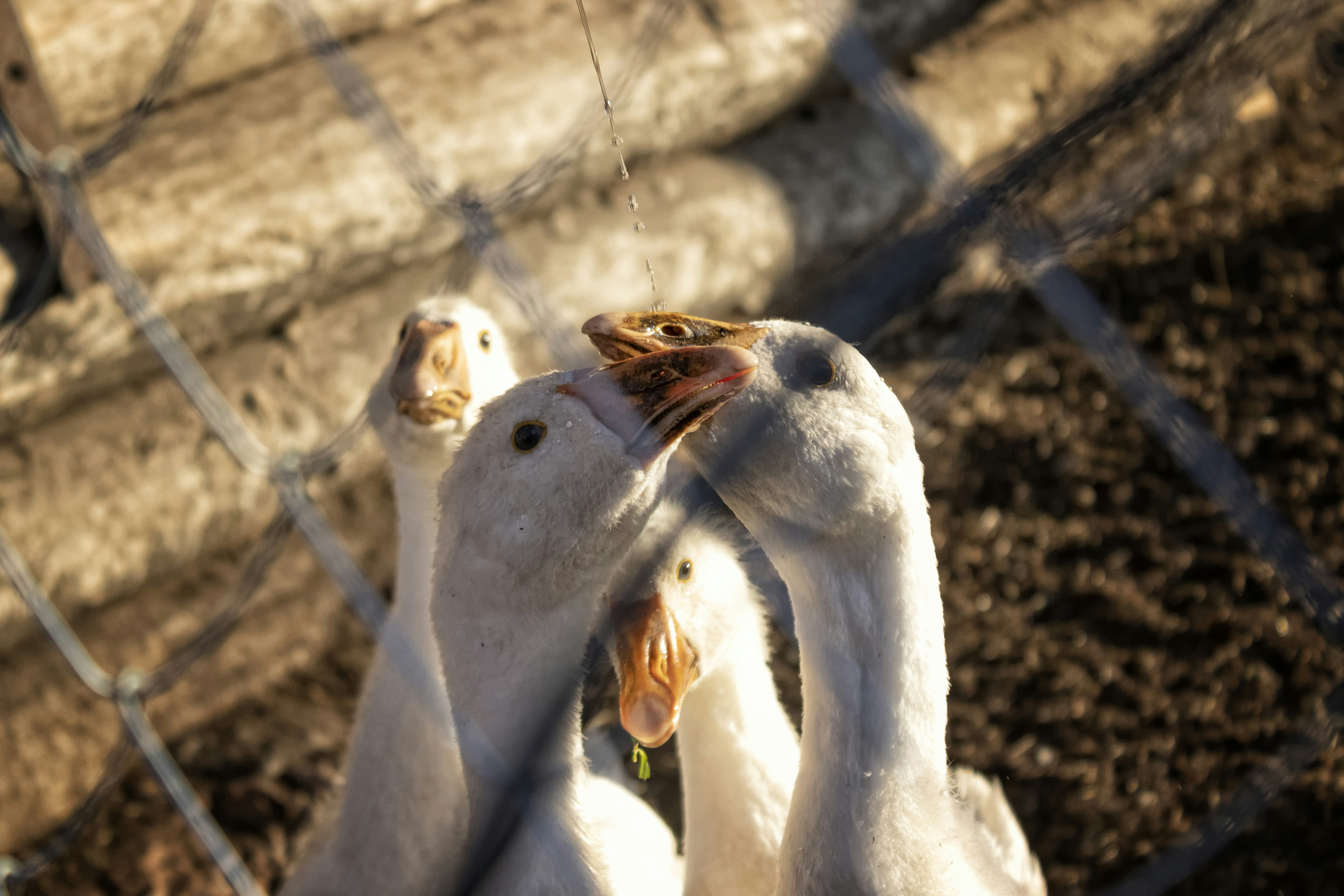 white ducks in cage