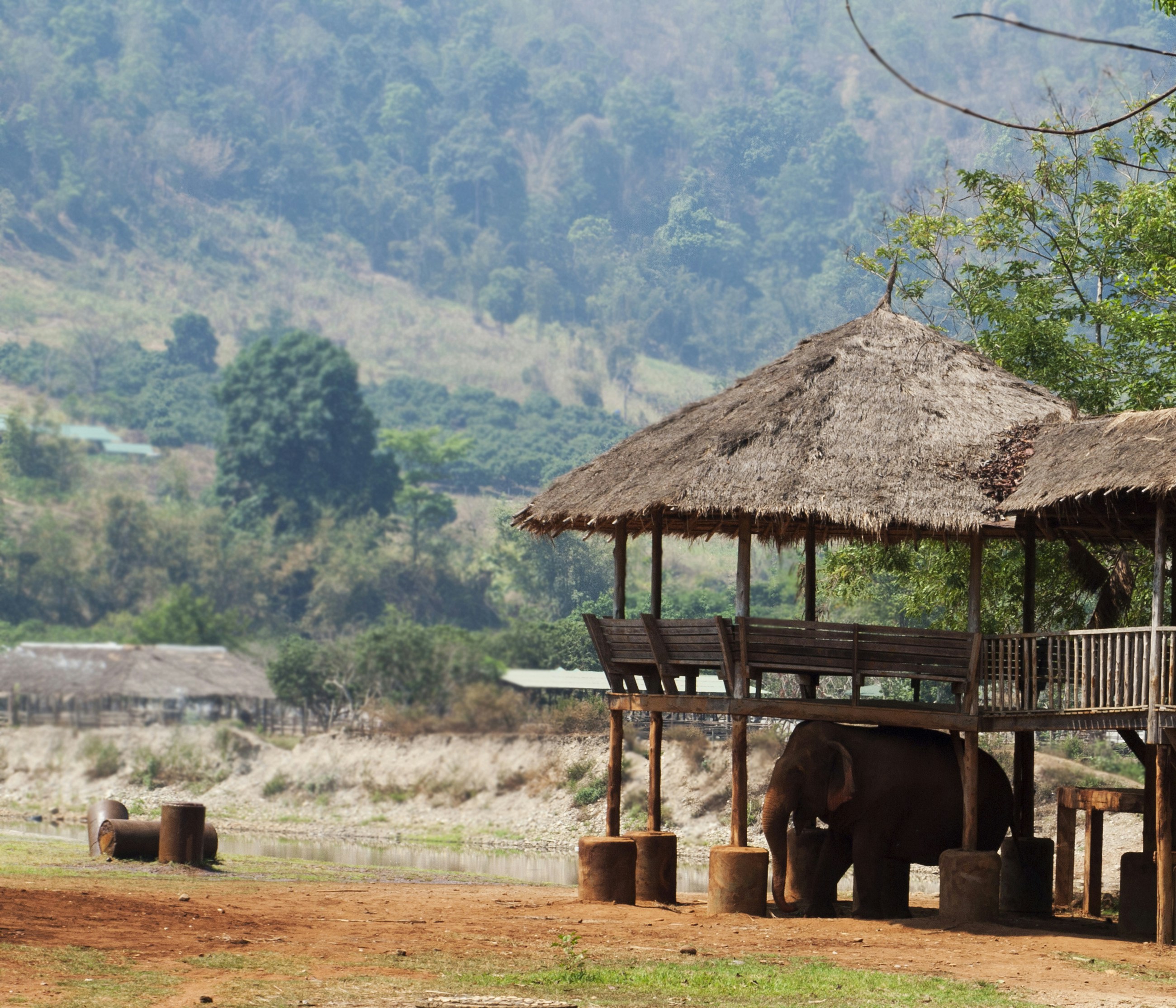 Elefante gris debajo de la cabaña de madera marrón durante el día foto ...