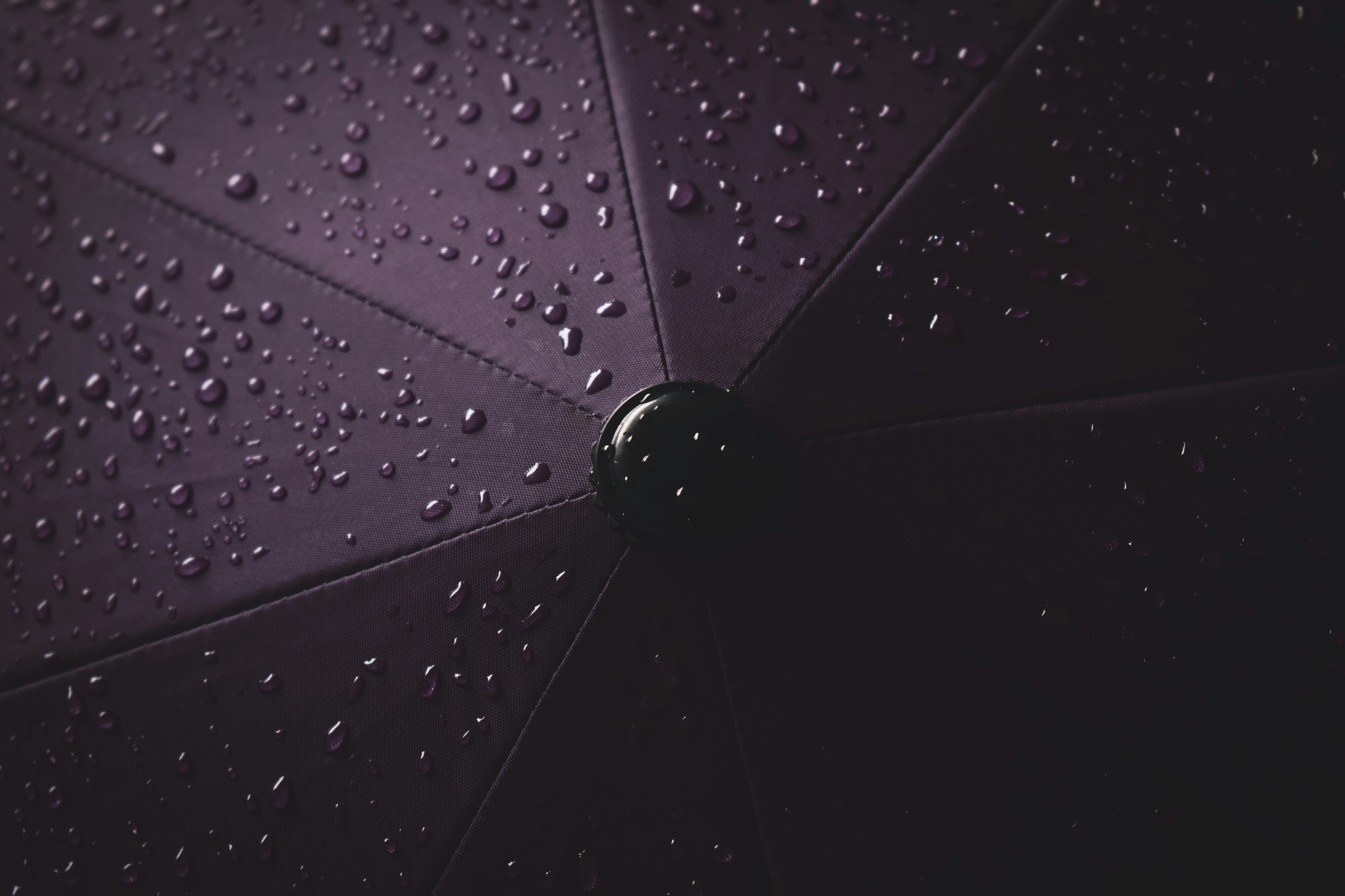 Midnight Violet Umbrella: Dew Converges at the Central Hub