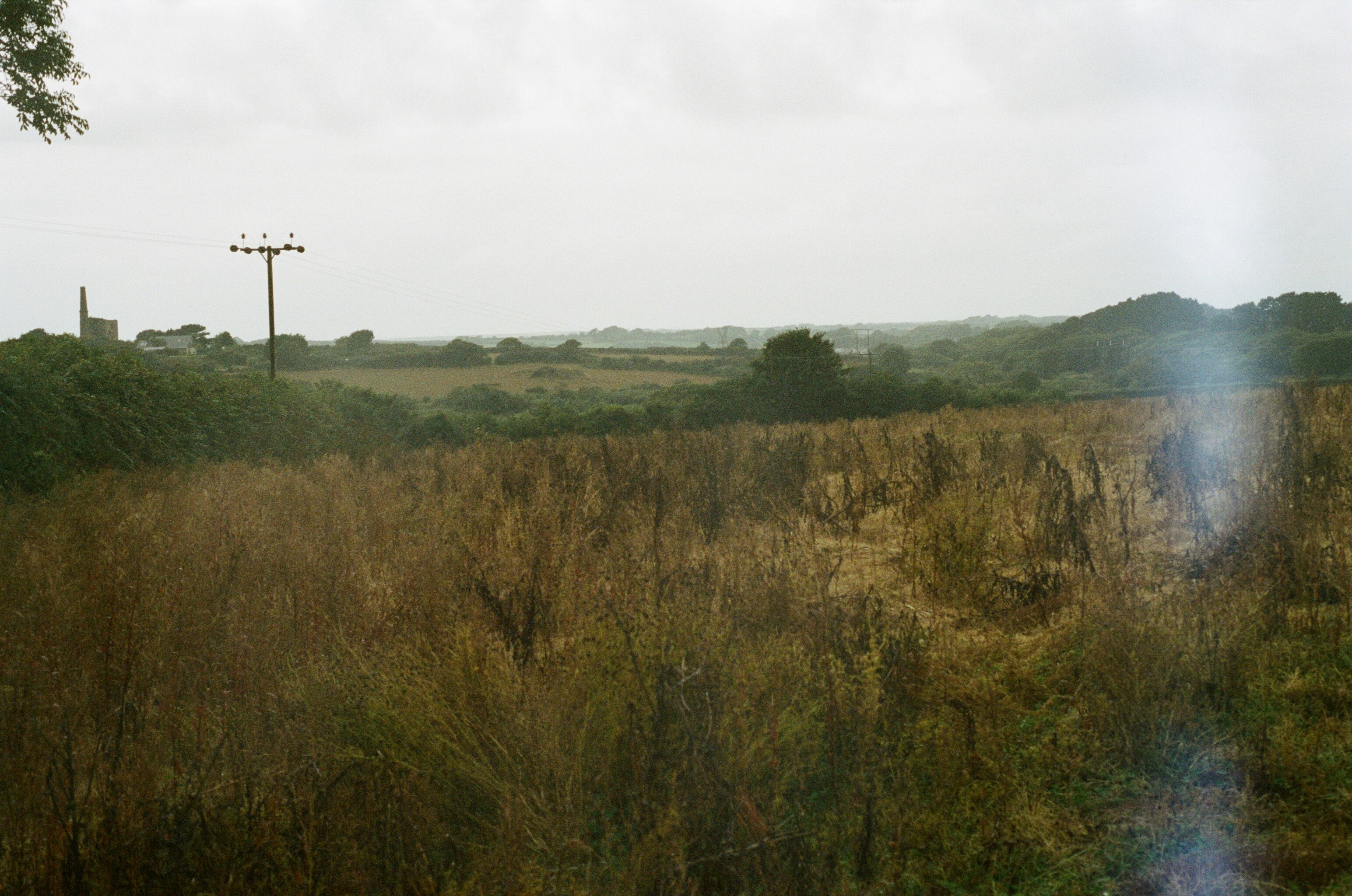 A serene landscape featuring an overgrown meadow under a cloudy sky, with distant hills and a church steeple peeking through the foliage.