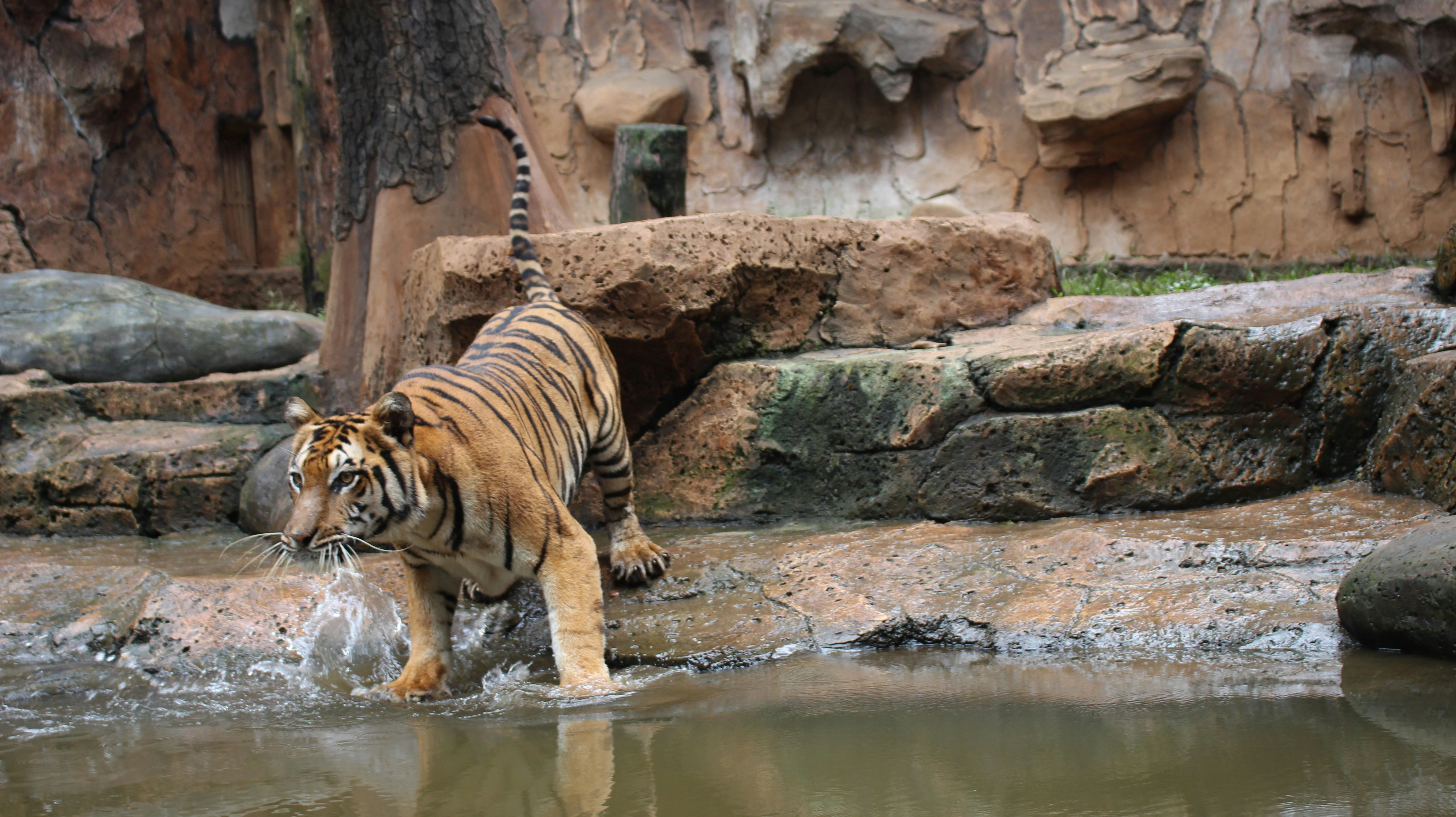 Brown tiger photo – Free Animal Image on Unsplash