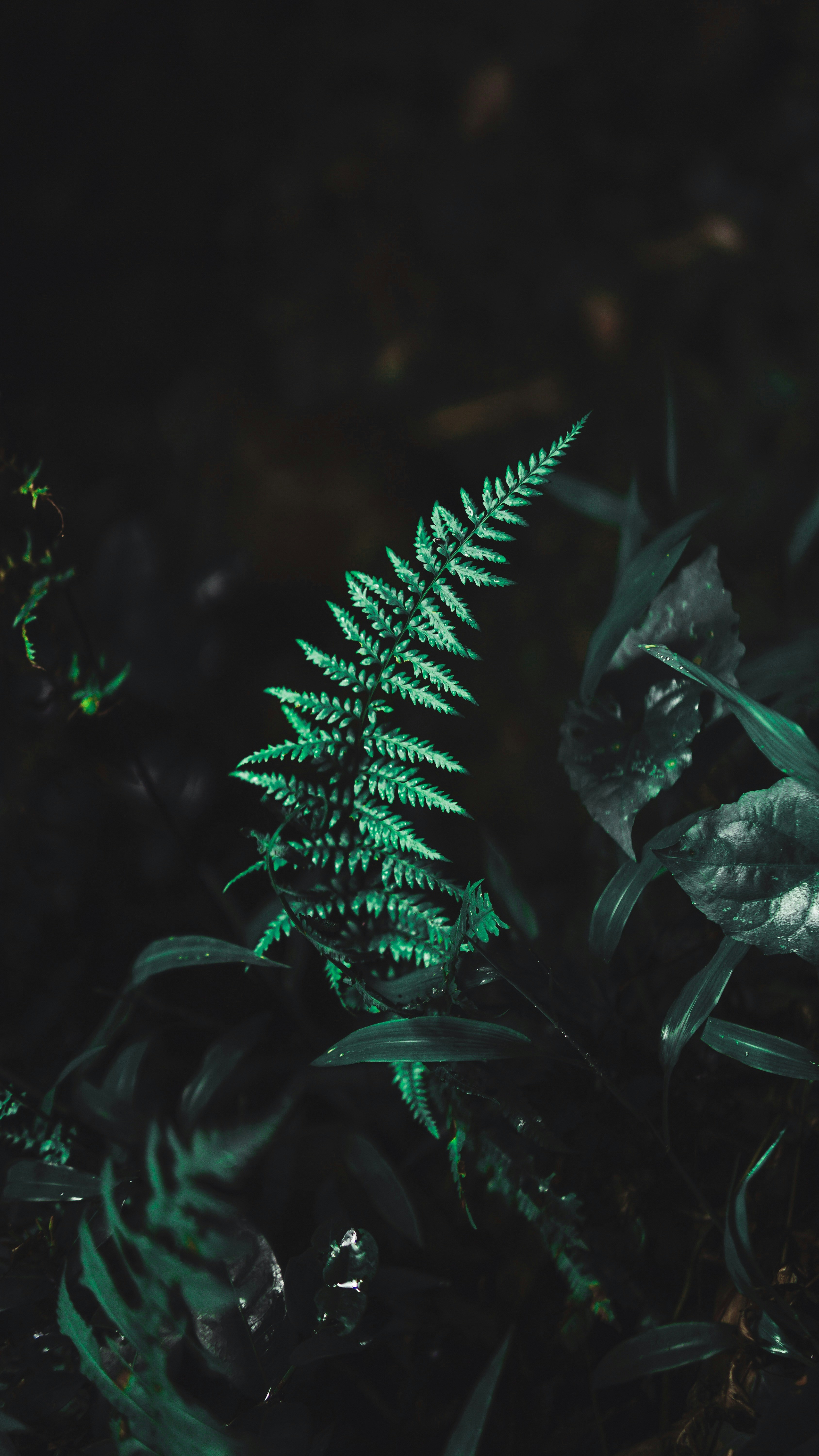 Emerald Fern in a Moonlit Understory