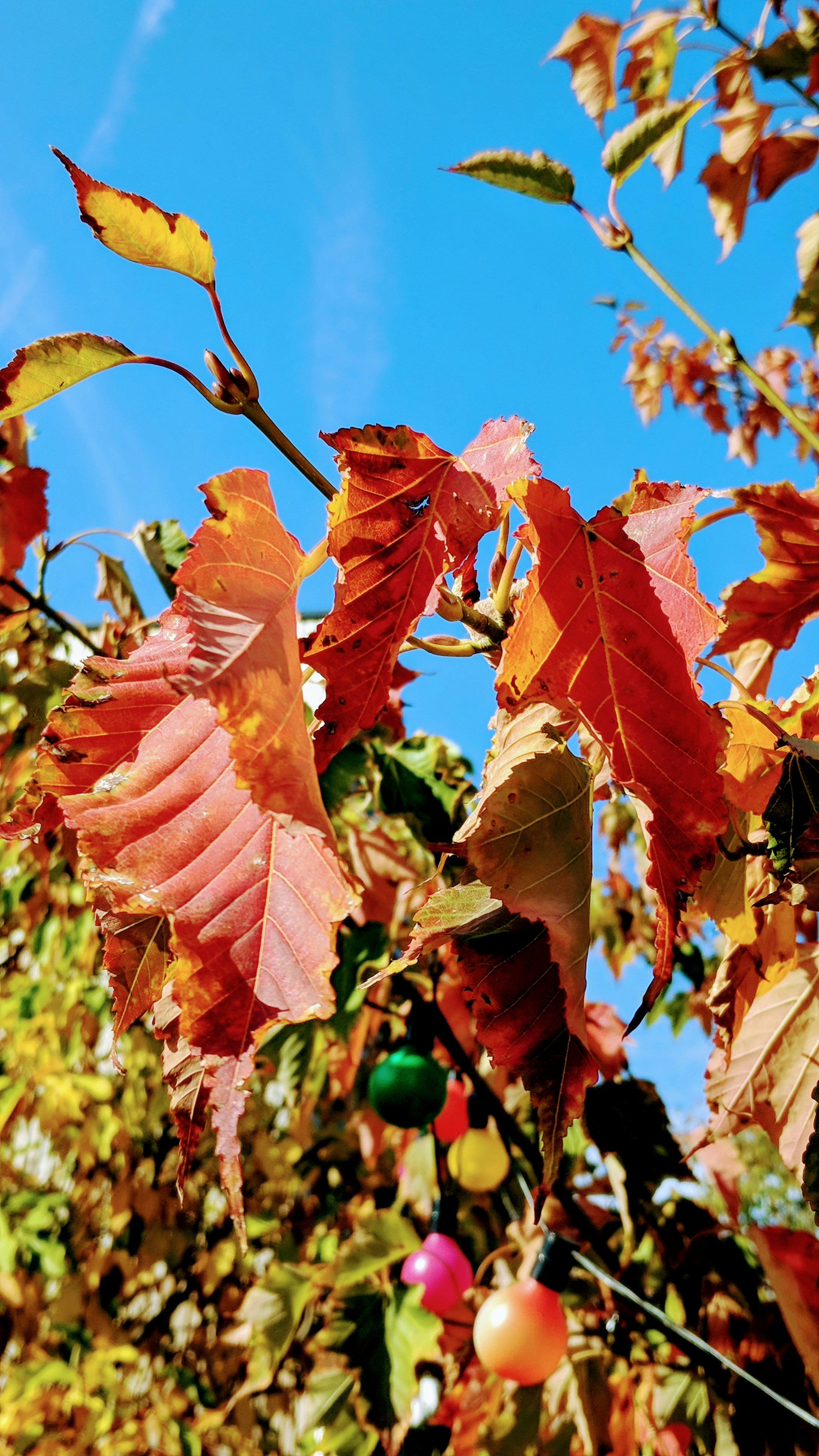 brown-leafed tree