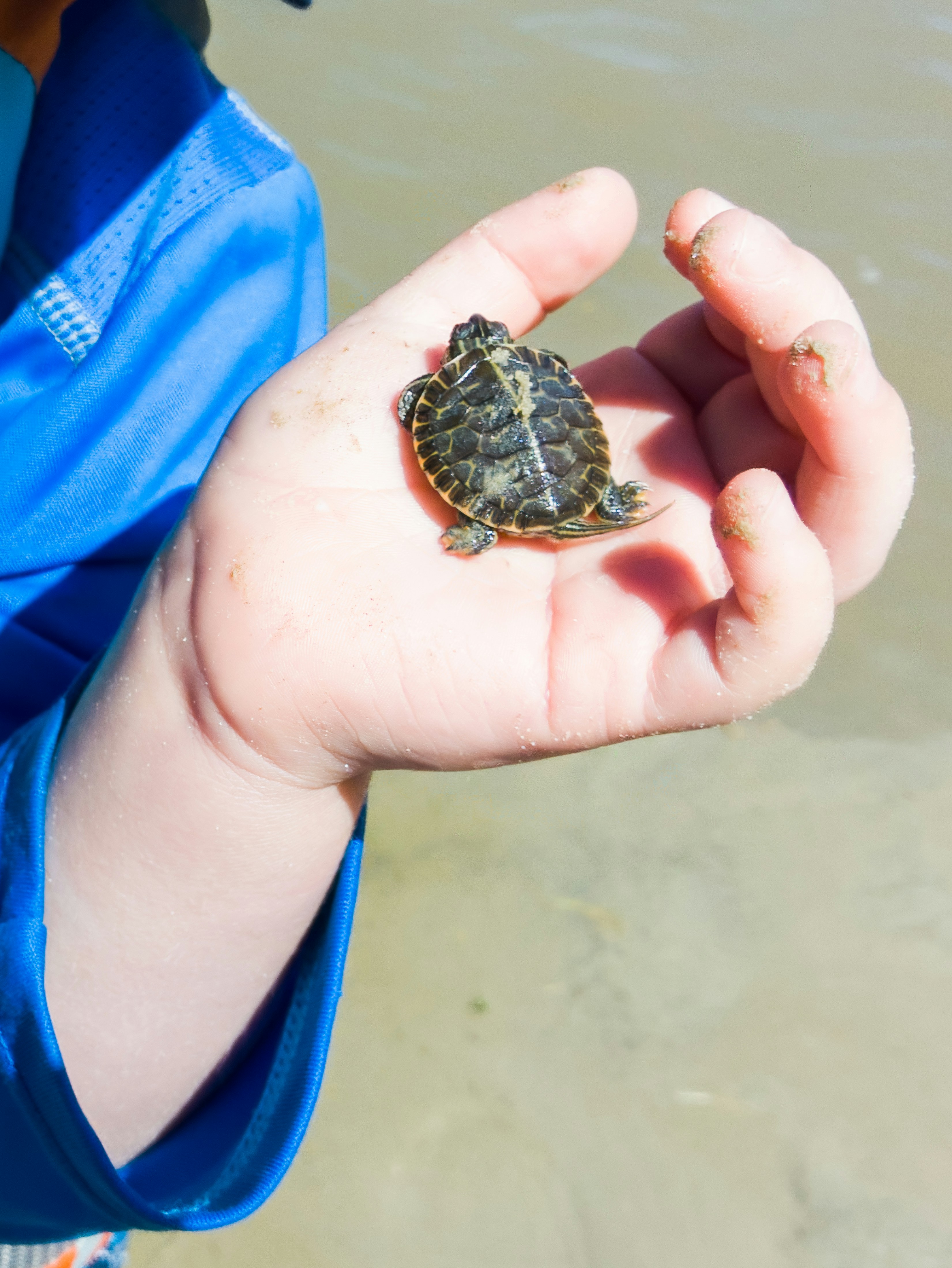 Small gray and brown turtle photo – Free Sparks river road Image on ...