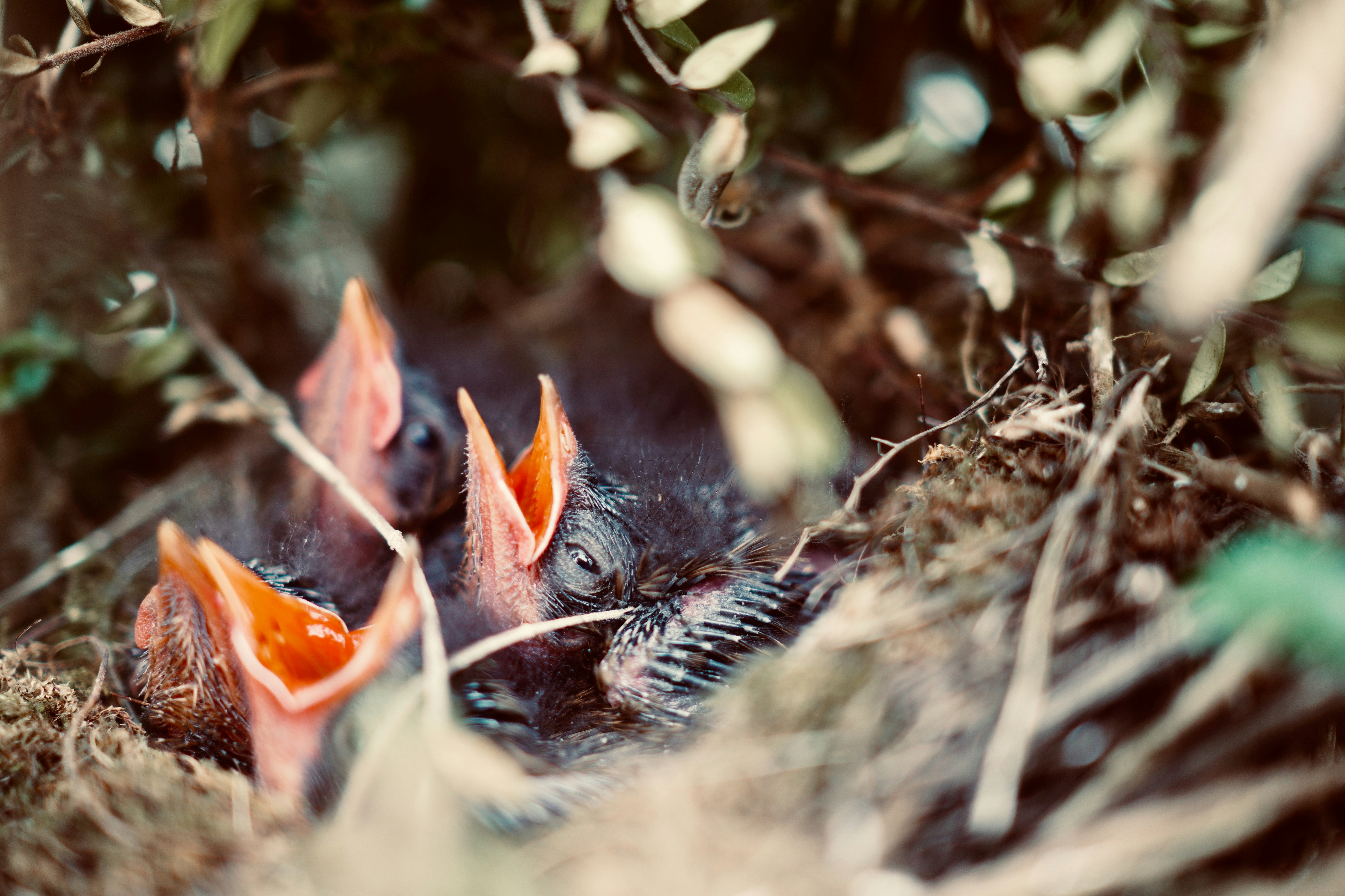 Hunger in the Nest: Open Beaks Amid Moss and Soil